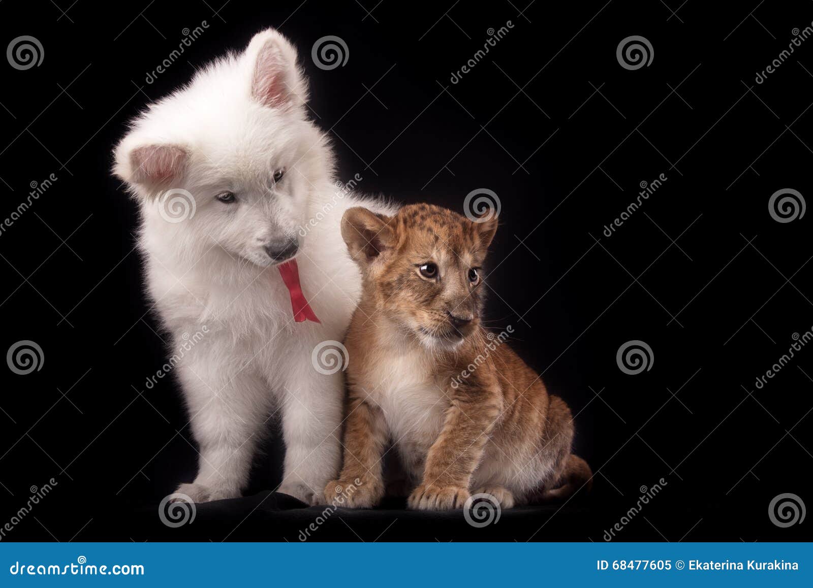 Little Lion Cub and White Puppy Stock Image - Image of milk, looking ...
