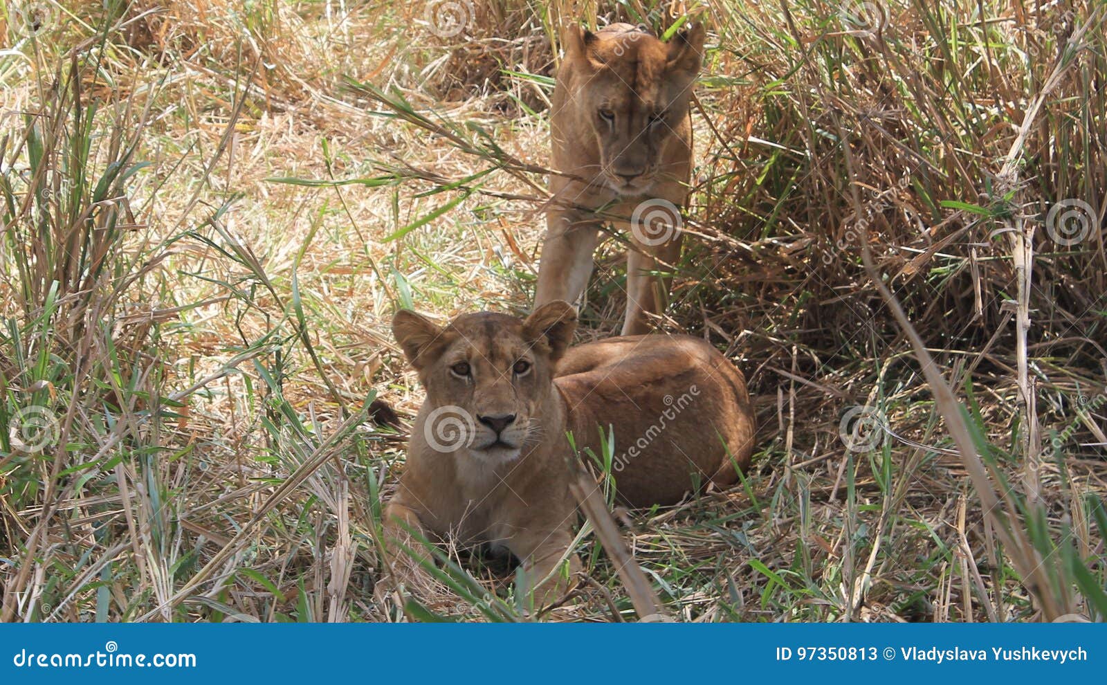 Little lions stock image. Image of tanzania, little, sweet - 97350813