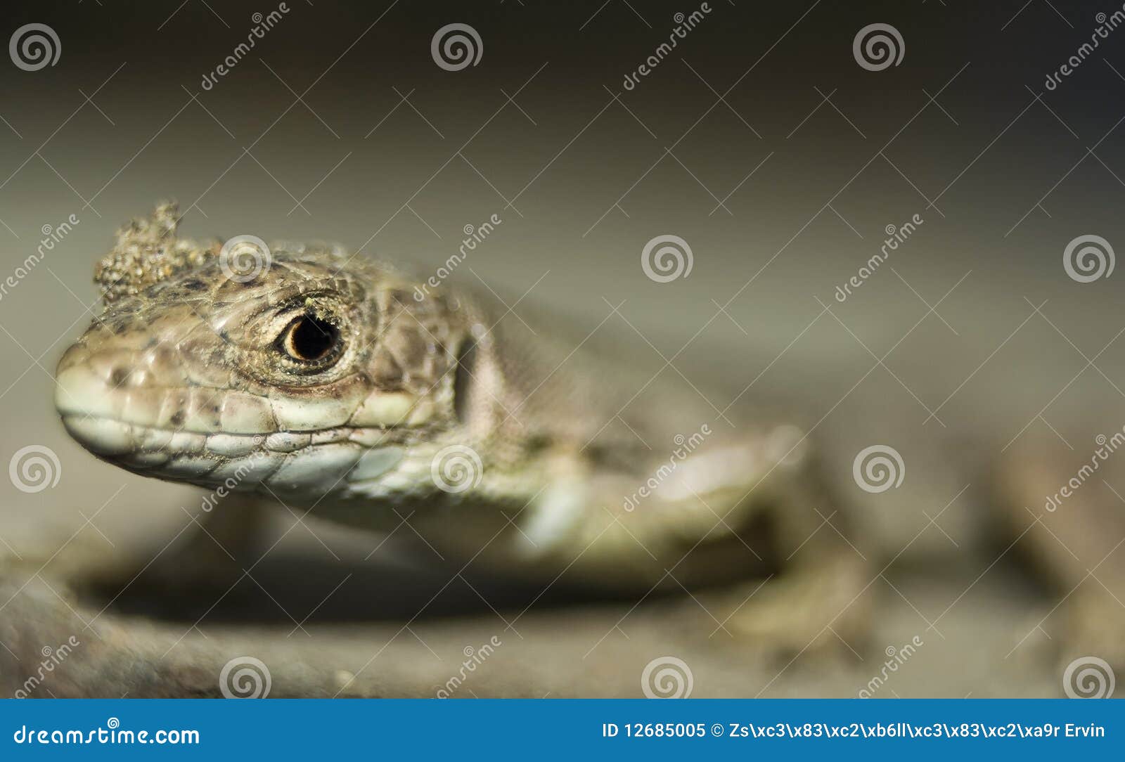 Little lizard stock image. Image of wildlife, injured - 12685005
