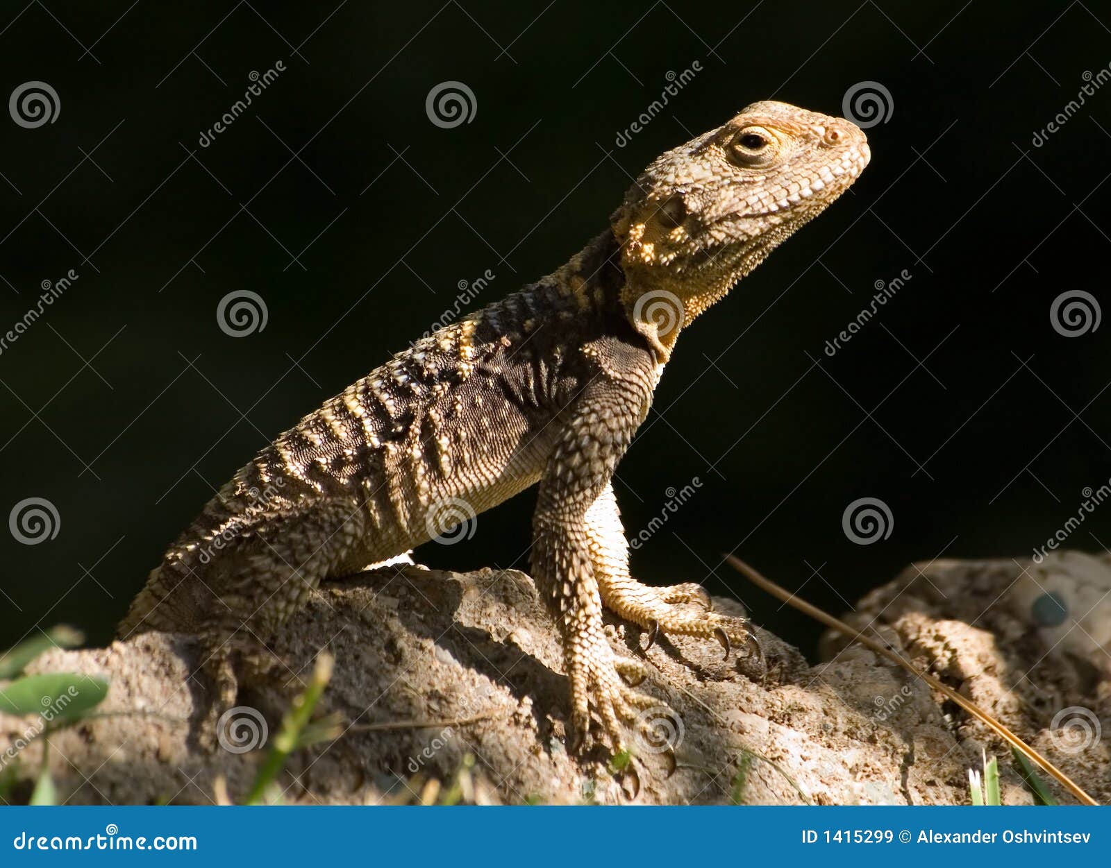Little lizard stock image. Image of nails, green, claws - 1415299