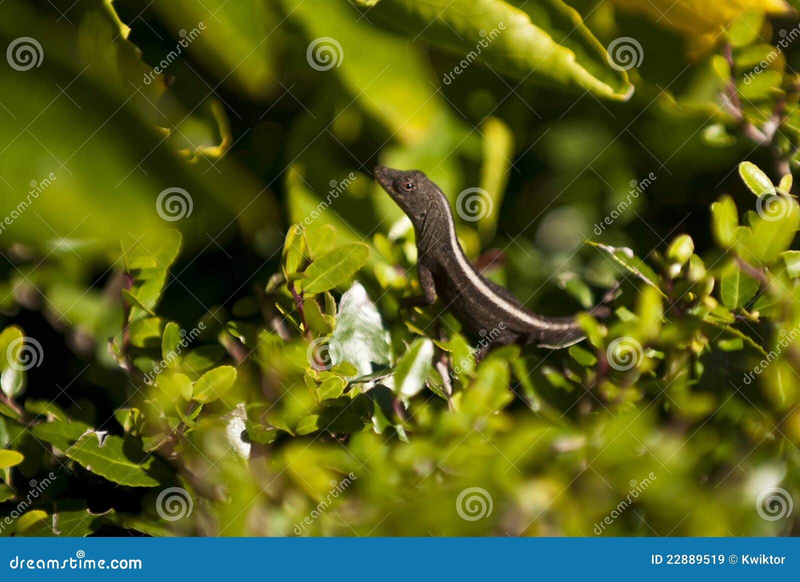 Little Lizard stock image. Image of wild, animal, everglades - 22889519