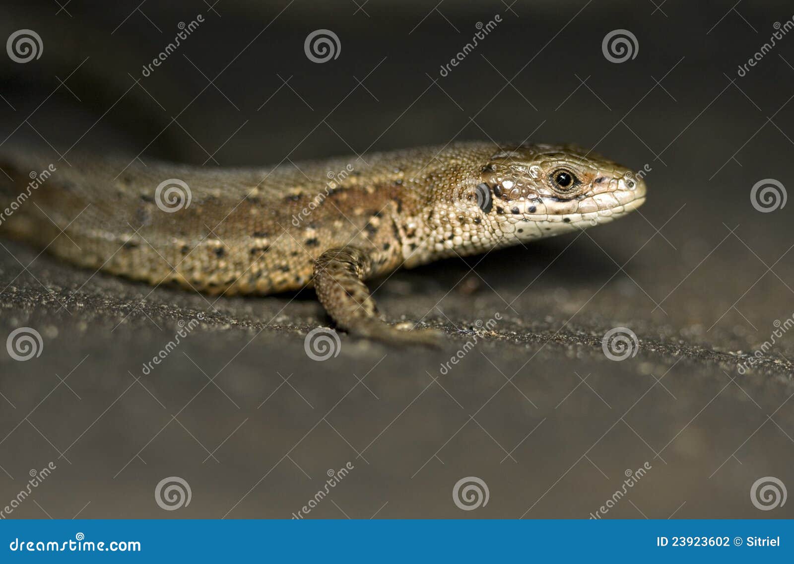 Little lizard stock photo. Image of detail, lizard, spring - 23923602