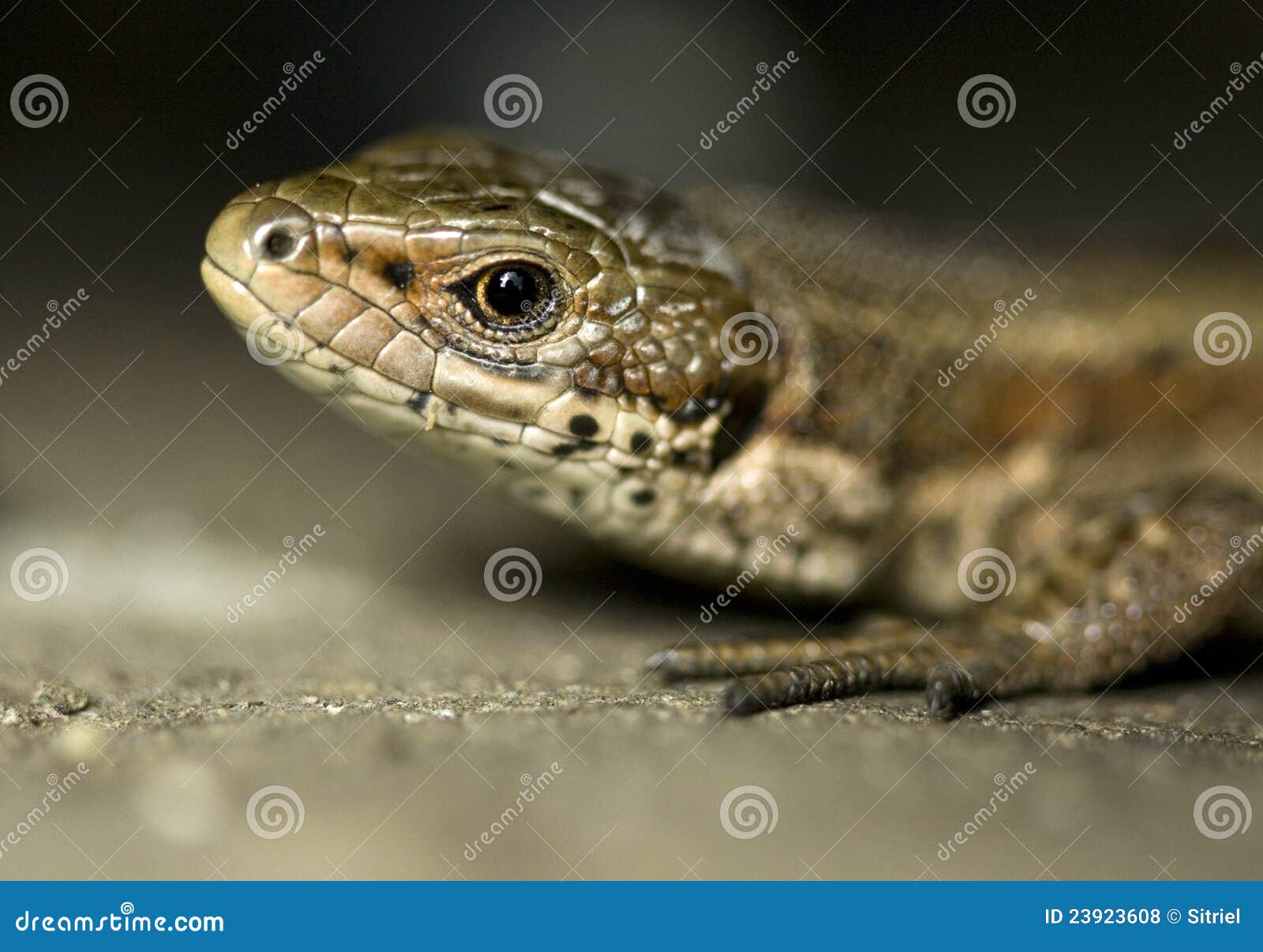 Little lizard stock photo. Image of reptile, nature, lacerta - 23923608