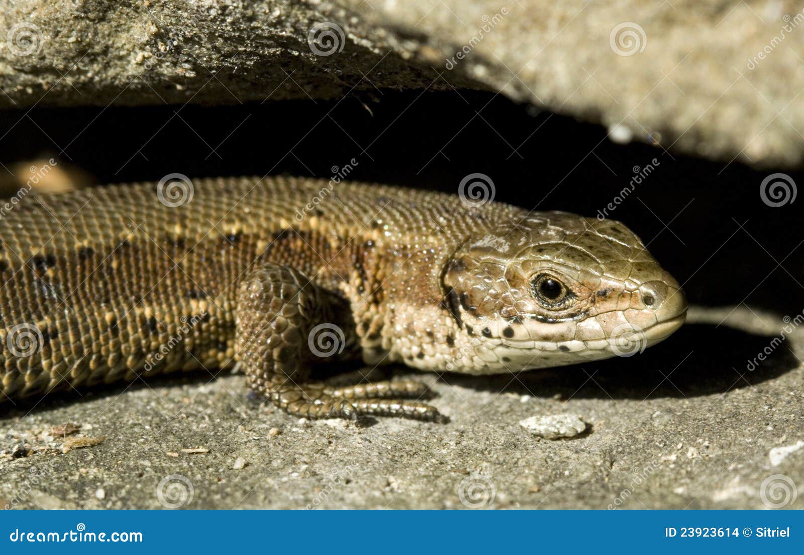 Little lizard stock photo. Image of detail, sunny, lizard - 23923614