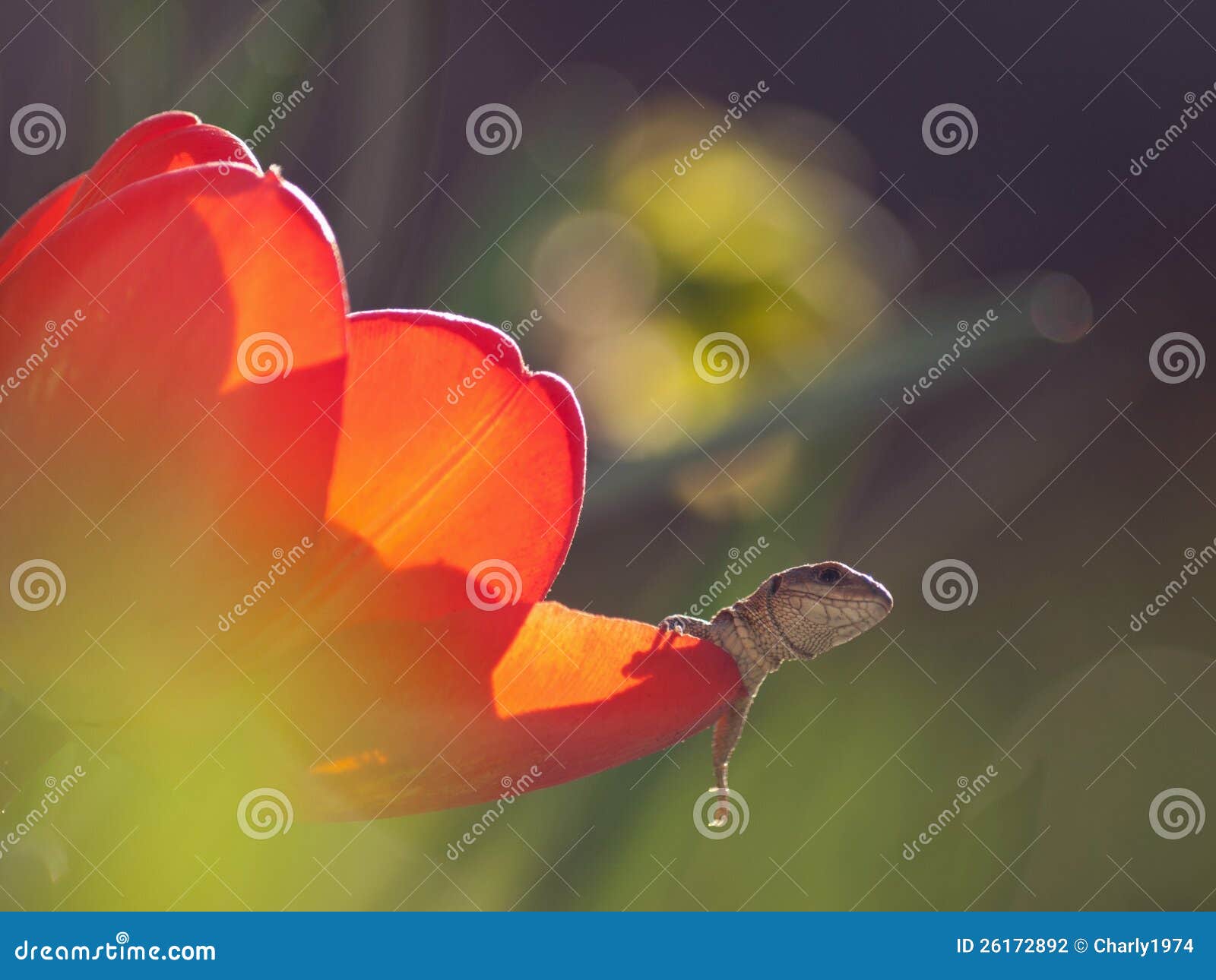 The little lizard stock photo. Image of flowers, colors - 26172892