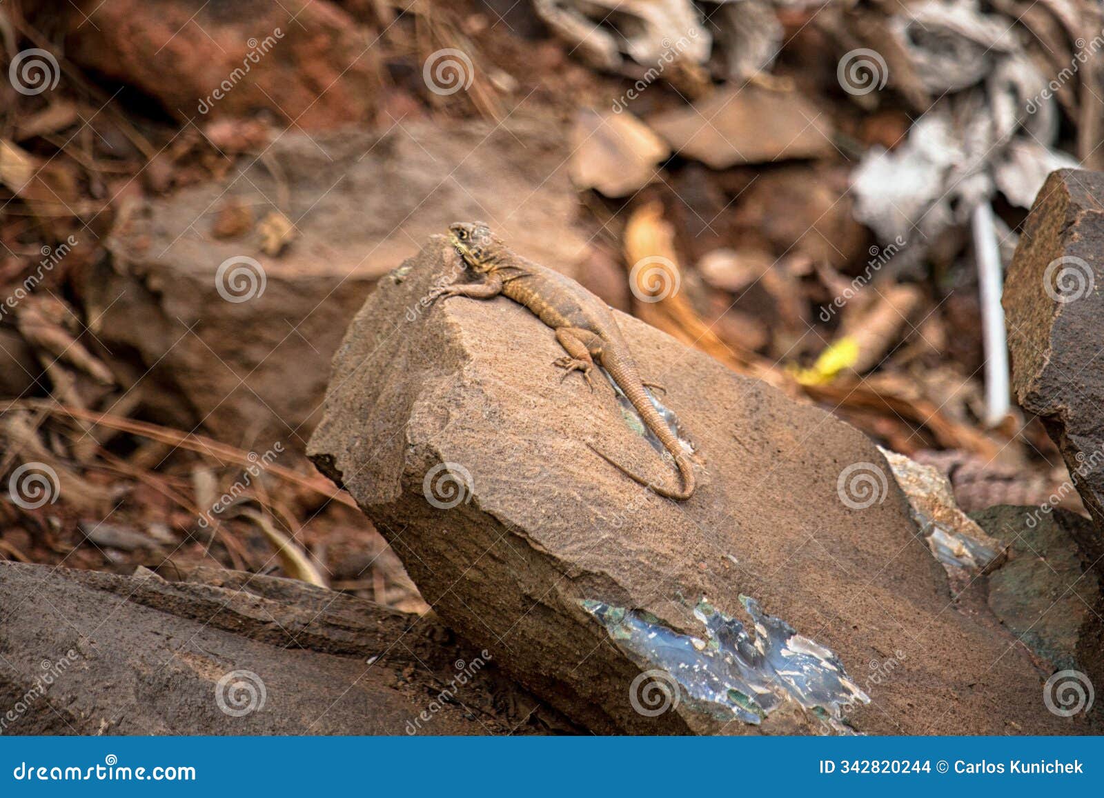 Little Lizard Basking in the Sun Stock Photo - Image of reptile ...