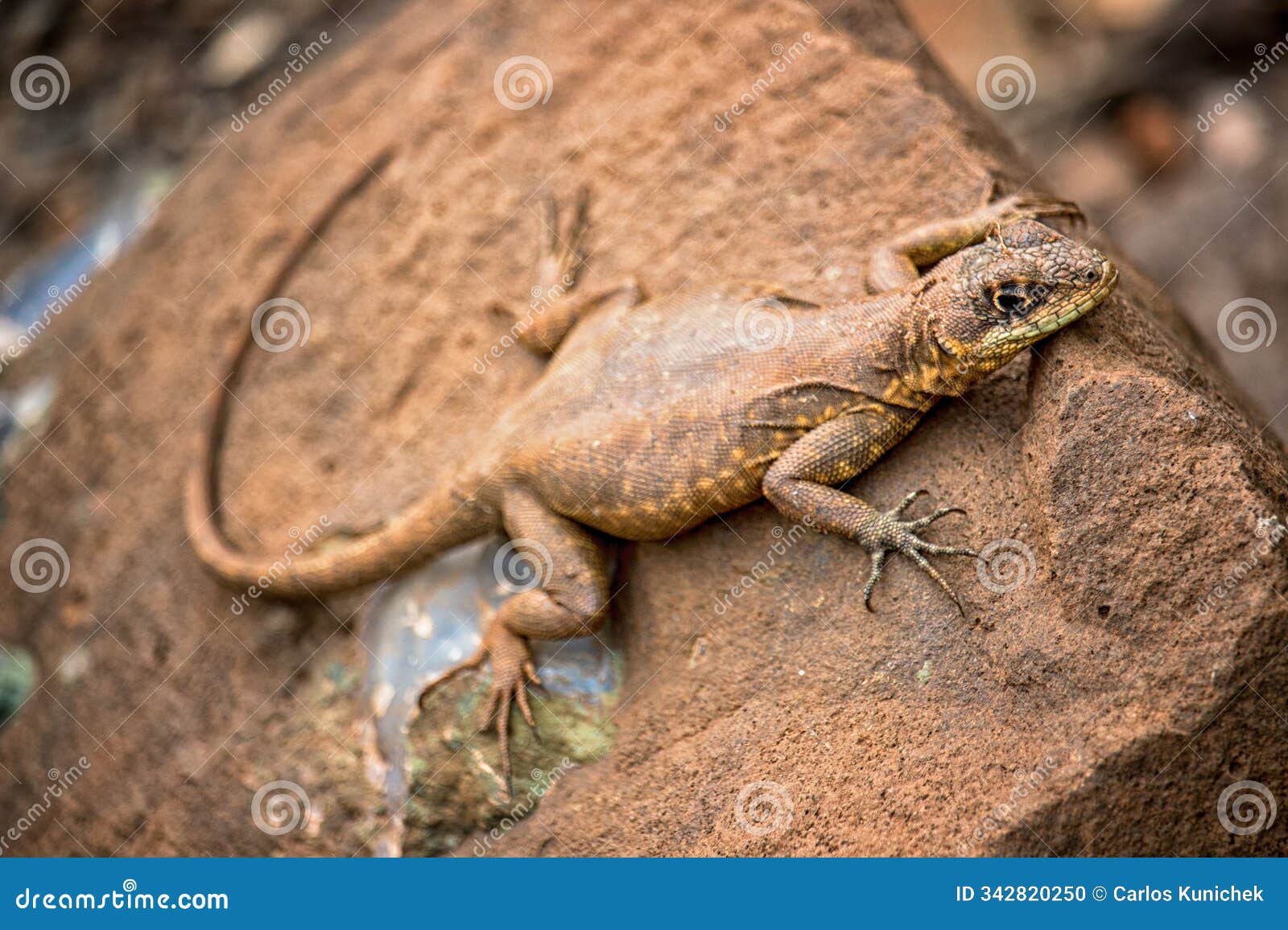 Little Lizard Basking in the Sun Stock Photo - Image of dragon, closeup ...