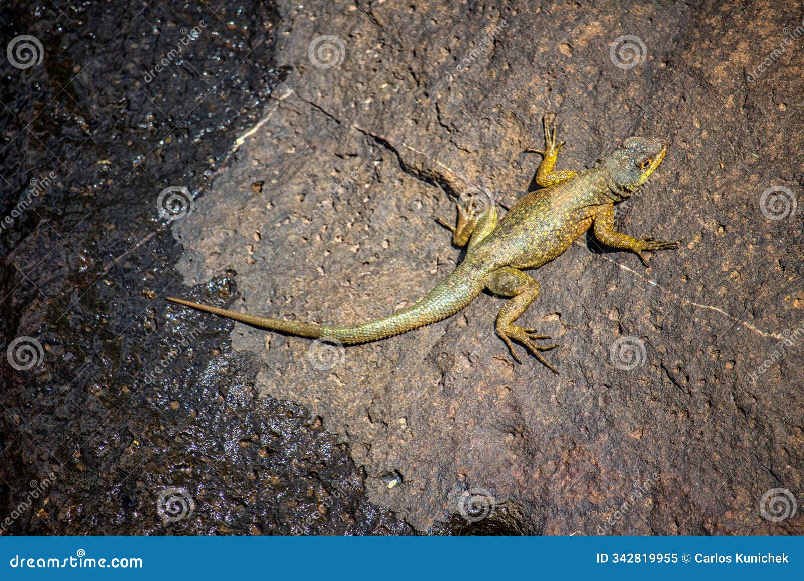 Little Lizard Basking in the Sun - Topview Stock Image - Image of ...