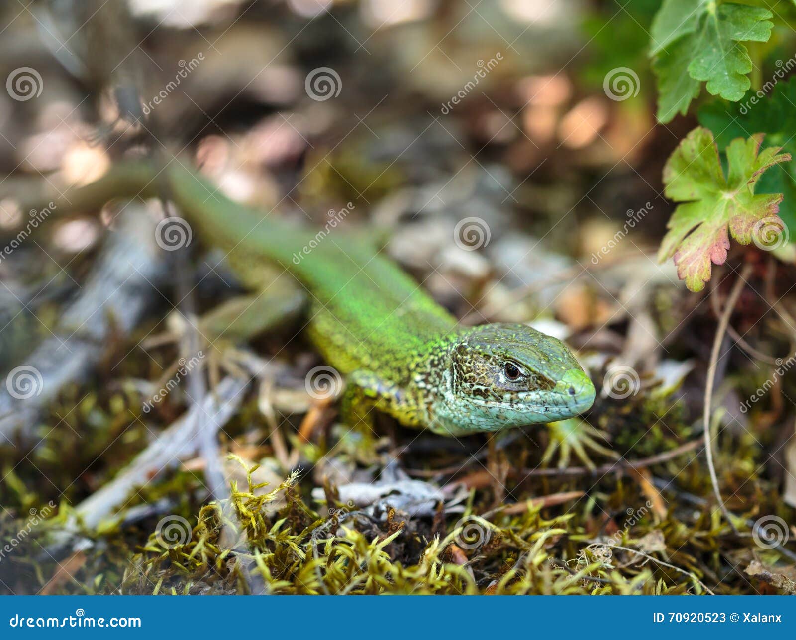 Little lizard stock image. Image of tropical, face, animal - 70920523