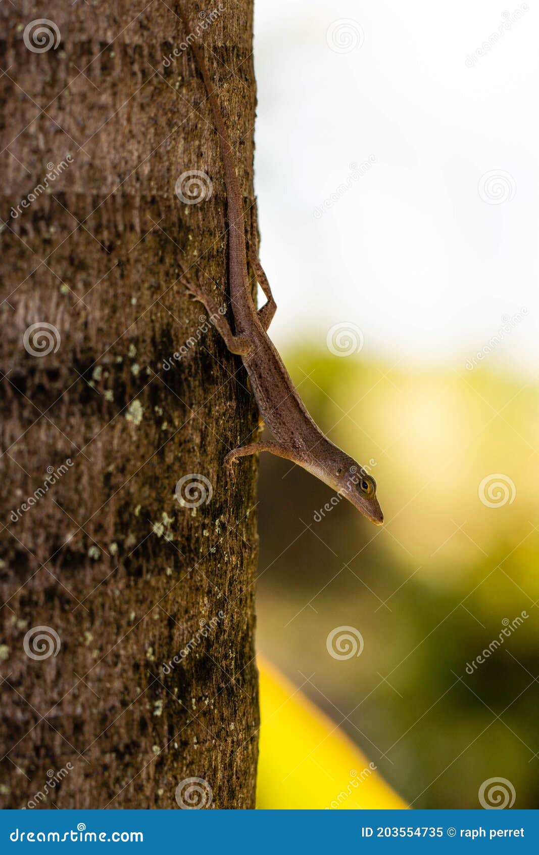 Little Lizard on Coconut Three Stock Image - Image of color, macrophoro ...