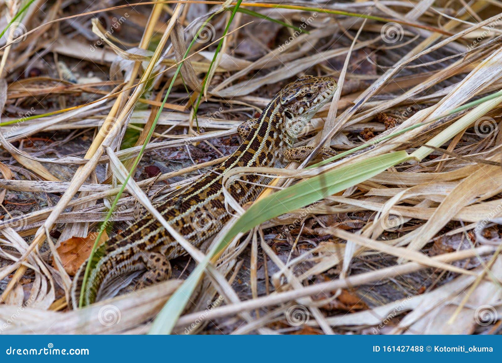 Little Lizard among Dry Grass Stock Photo - Image of wild, reptile ...
