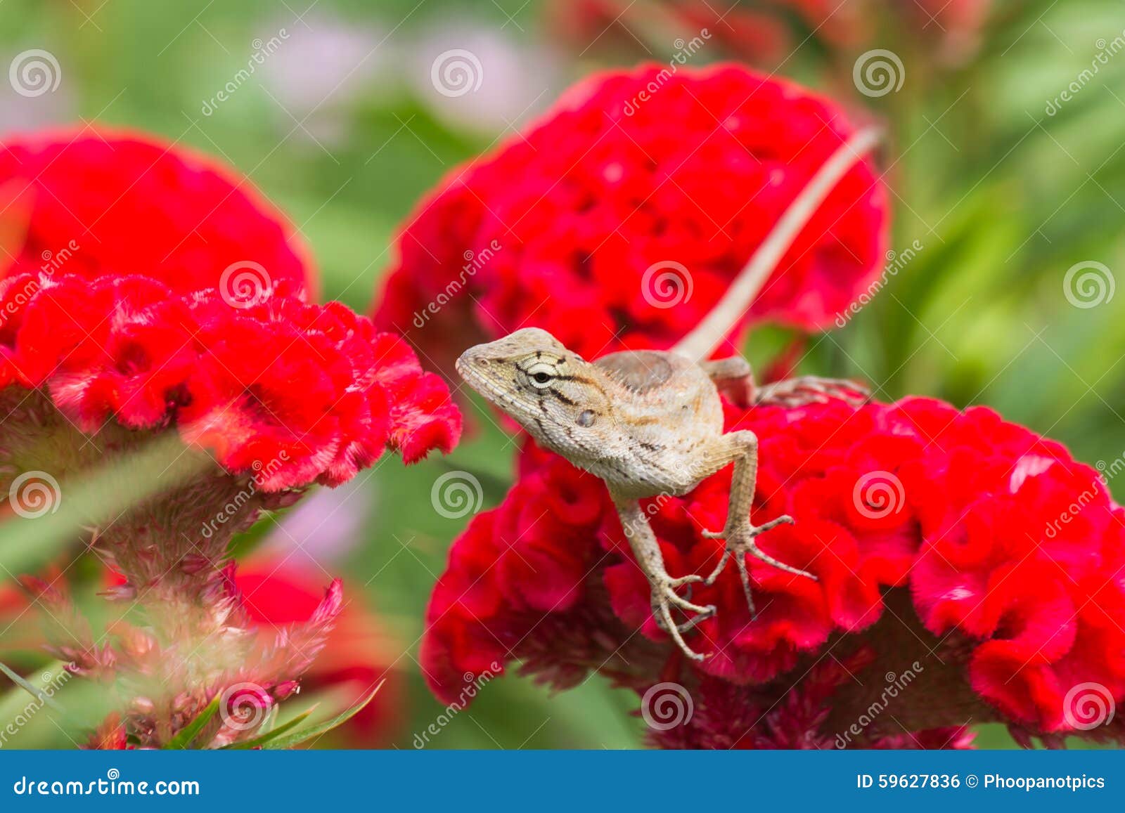 Little lizard stock photo. Image of flora, mwanzae, climb - 59627836