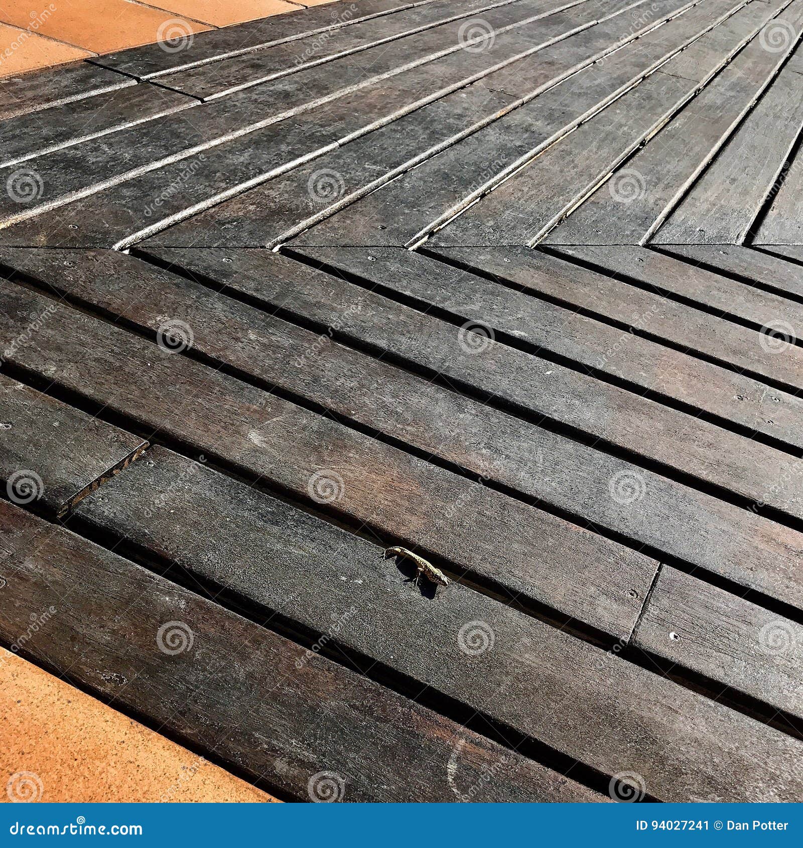 A Little Lizard on the Hot Pool Deck Stock Image - Image of lizard ...