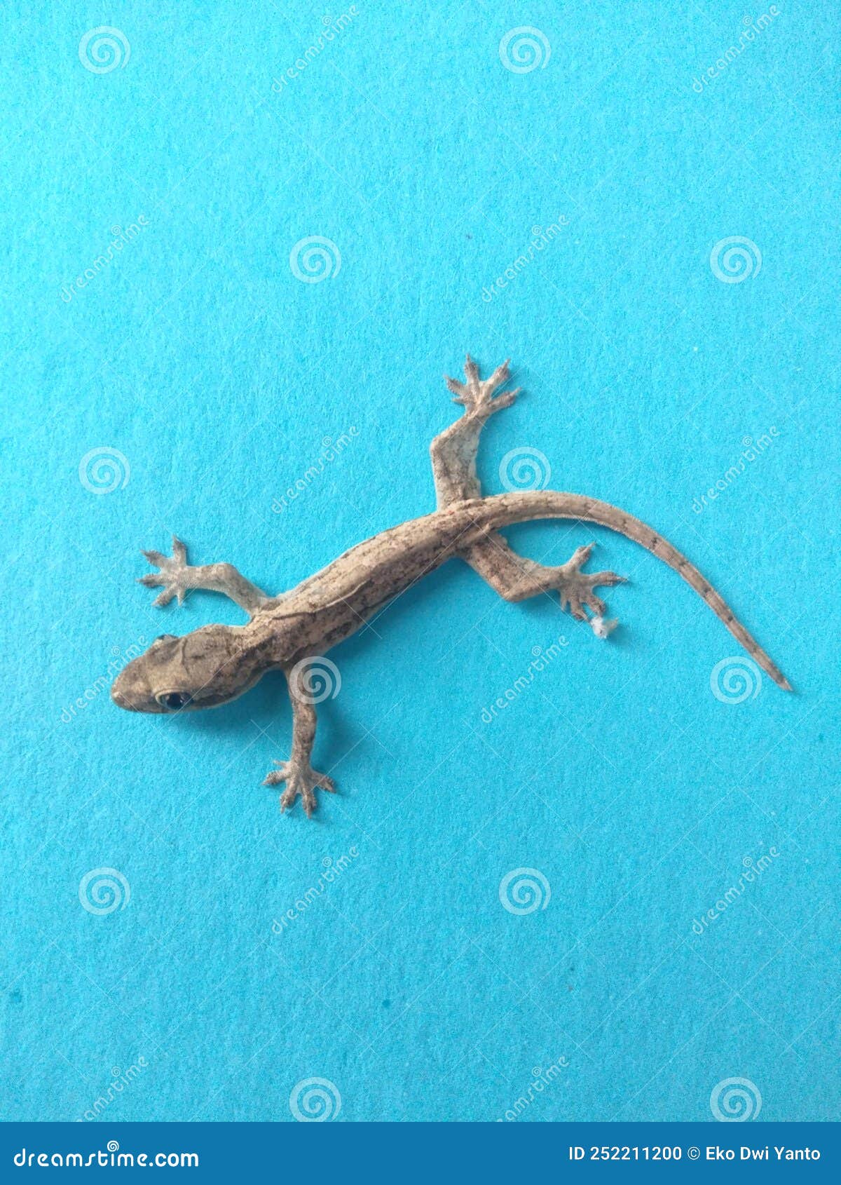 Little Lizard from Indonesia Raya Merdeka Stock Photo - Image of raya ...