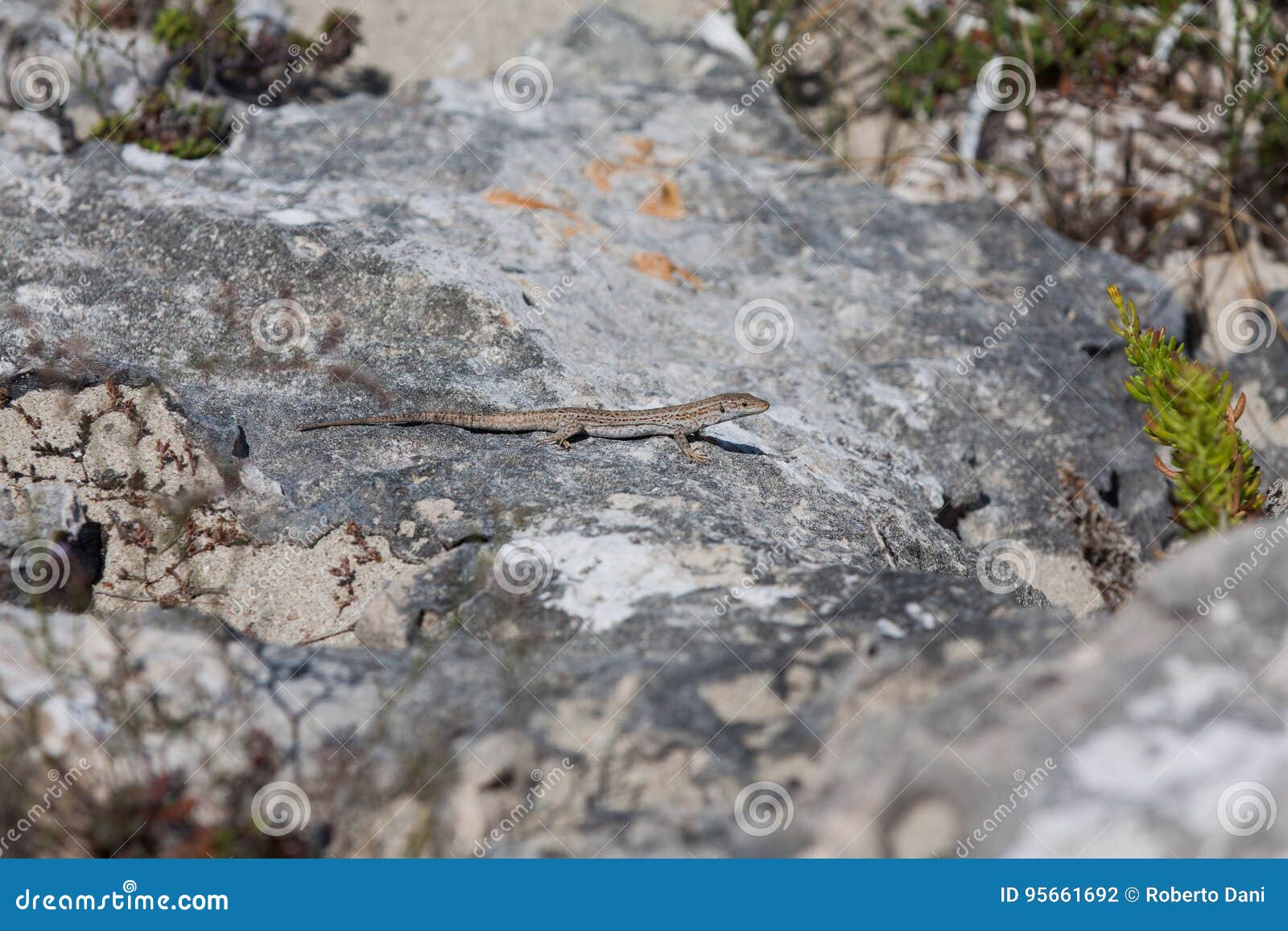 Little lizard stock photo. Image of colorful, fauna, face - 95661692