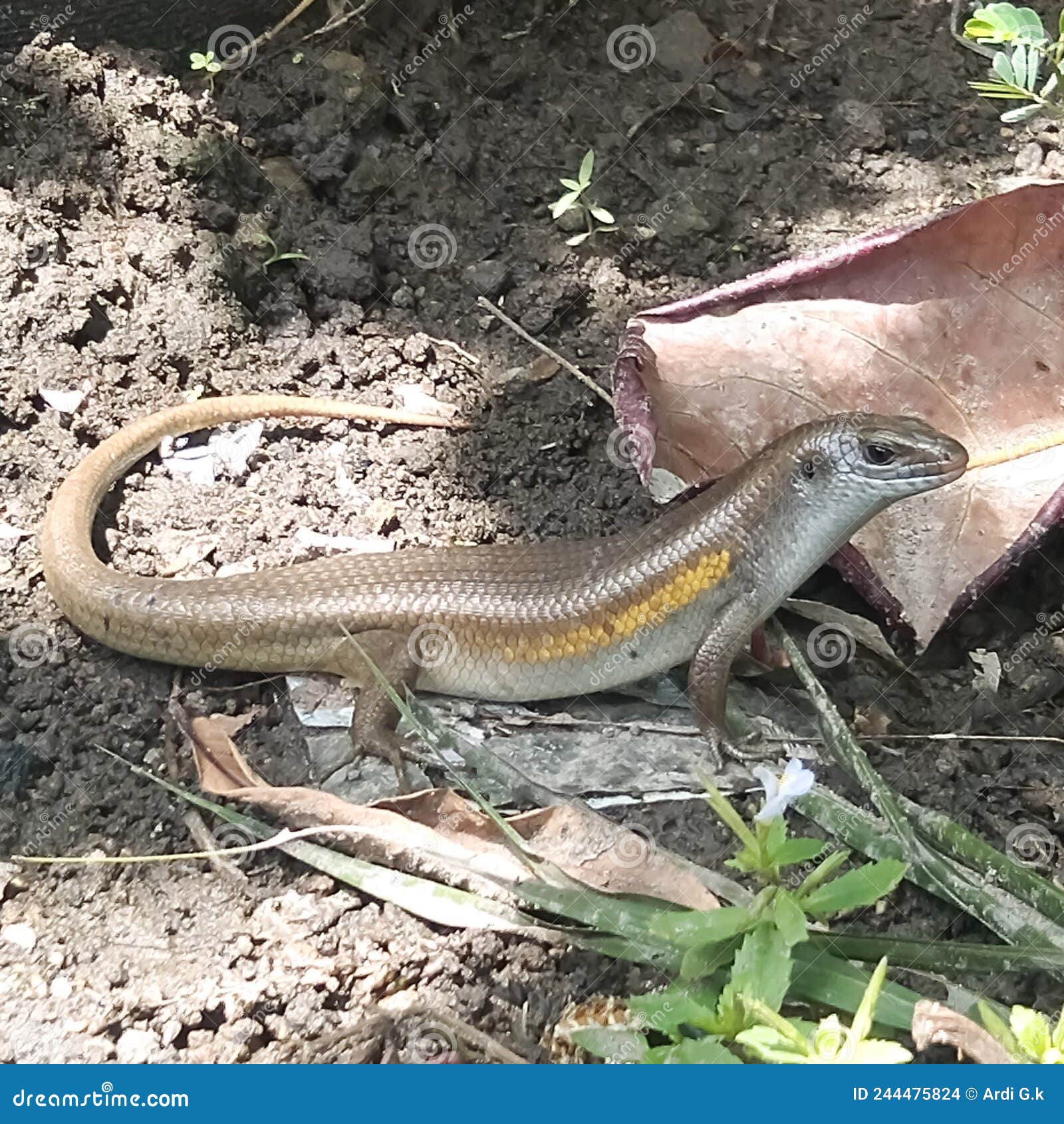 Little Lizard Looking at Camera Stock Photo - Image of frog, wildlife ...