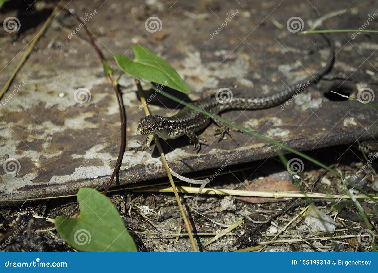 Little Brown Lizard with Blue Dots in Macro Stock Photo - Image of ...