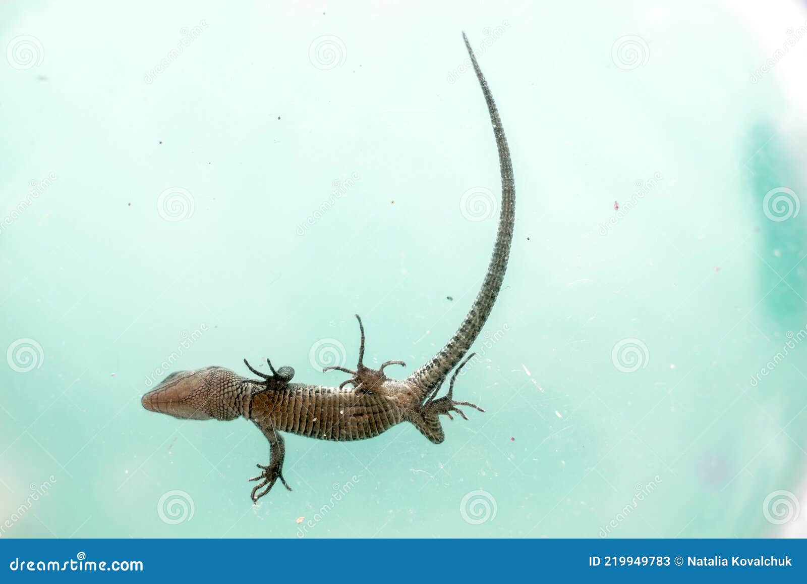 Little Lizard, Macro Photography Stock Image - Image of small, seafood ...