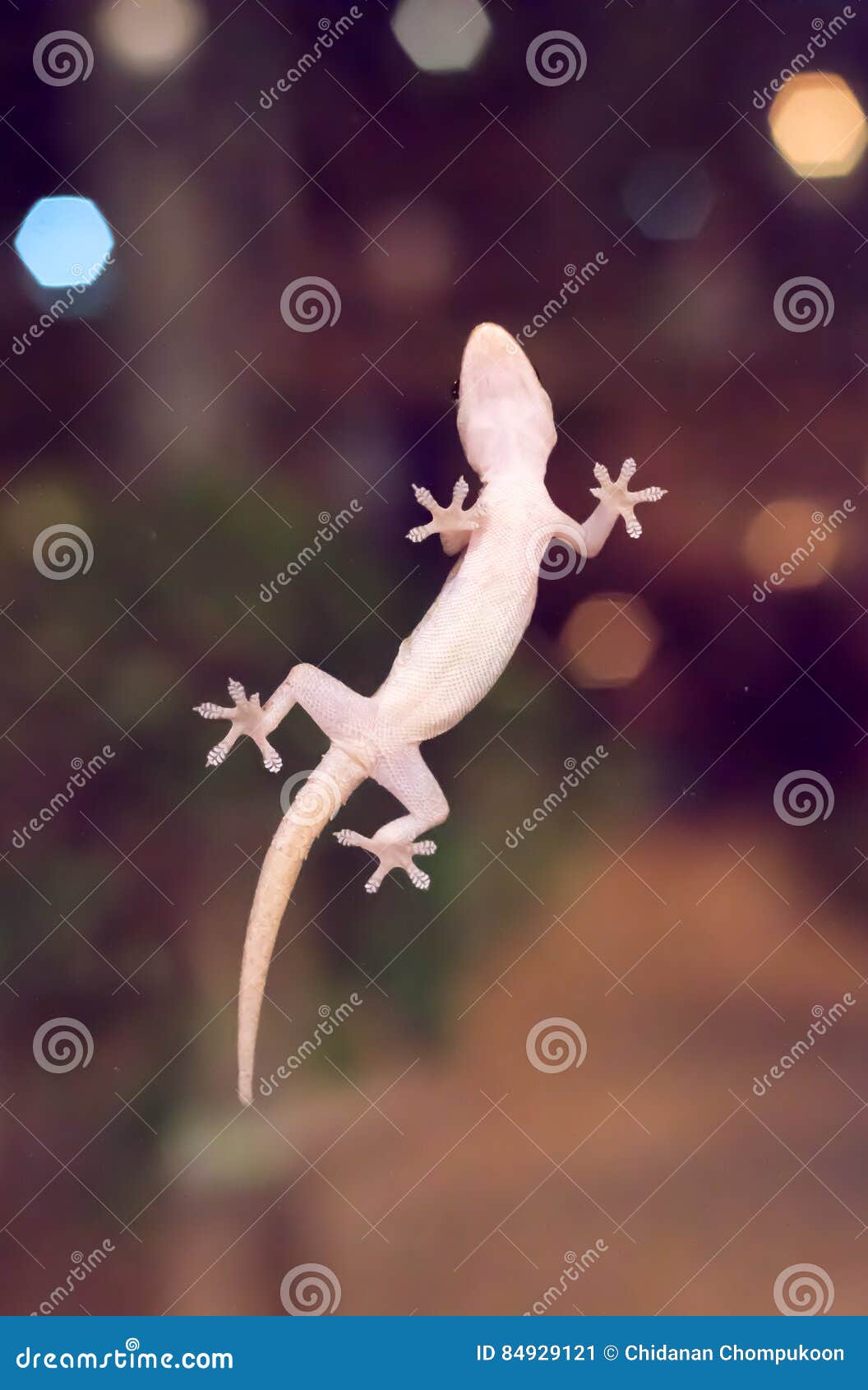 A Little Lizard on the Mirror Wall Stock Image - Image of pogona ...