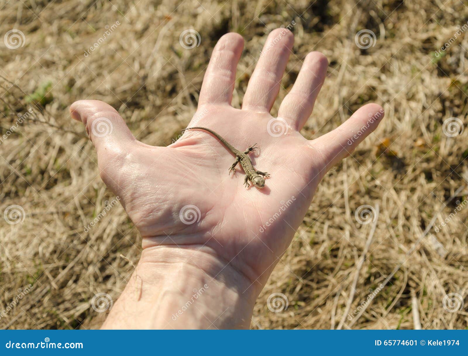 Little lizard on a palm. stock image. Image of hand, tail - 65774601