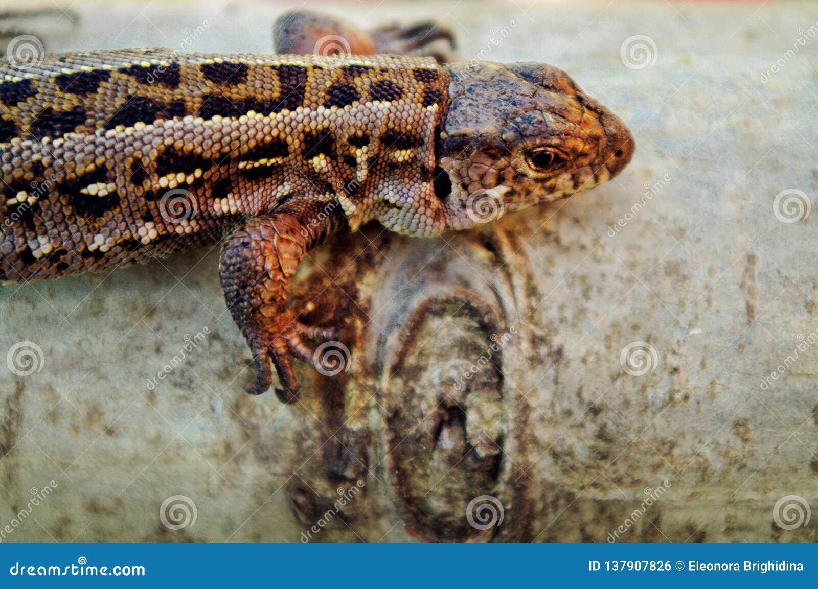 Little Lizard Resting on a Tree Branch. Stock Photo - Image of predator ...