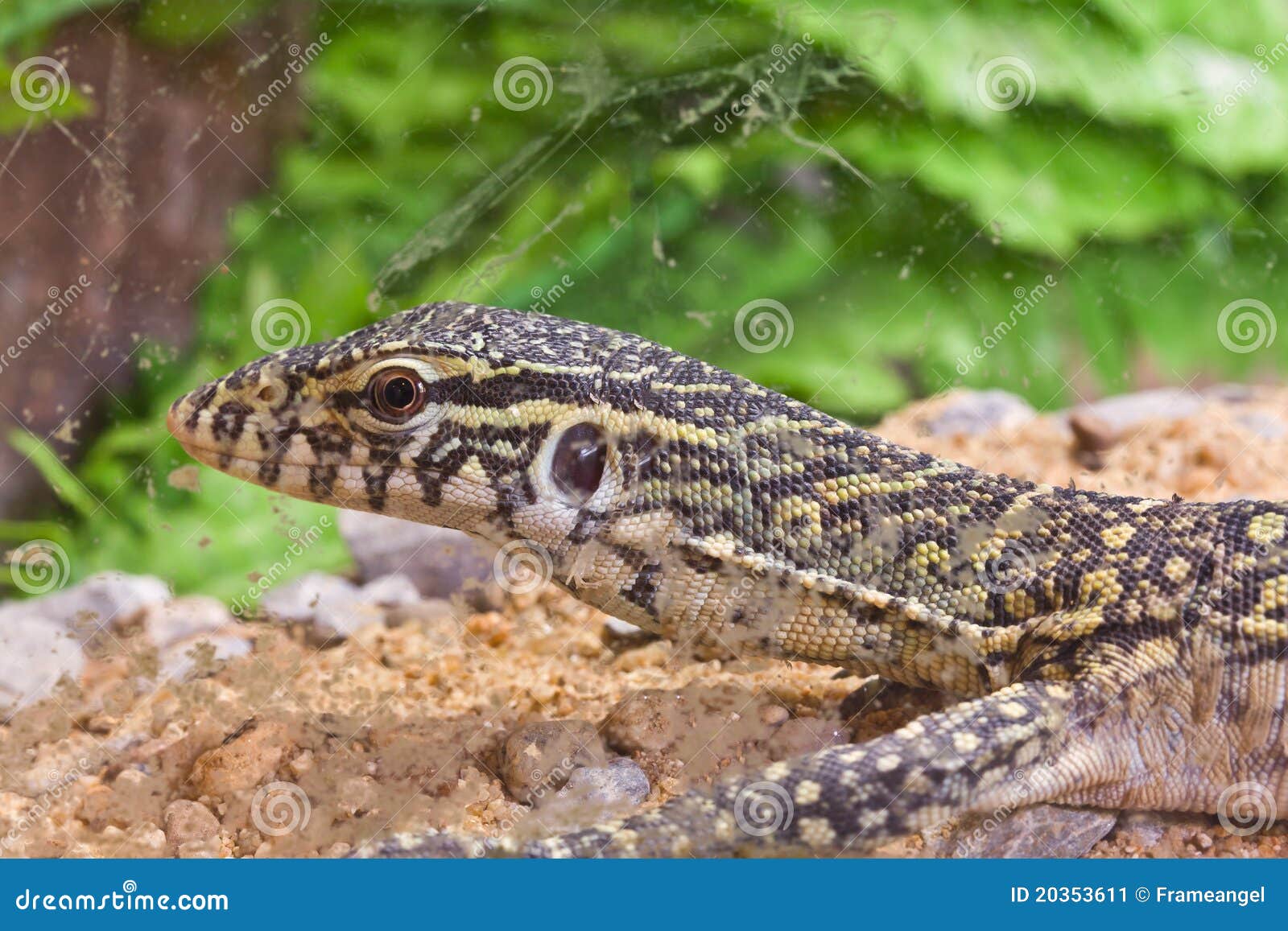 Little Lizard,savanna in Glass Stock Image - Image of asia, monitor ...