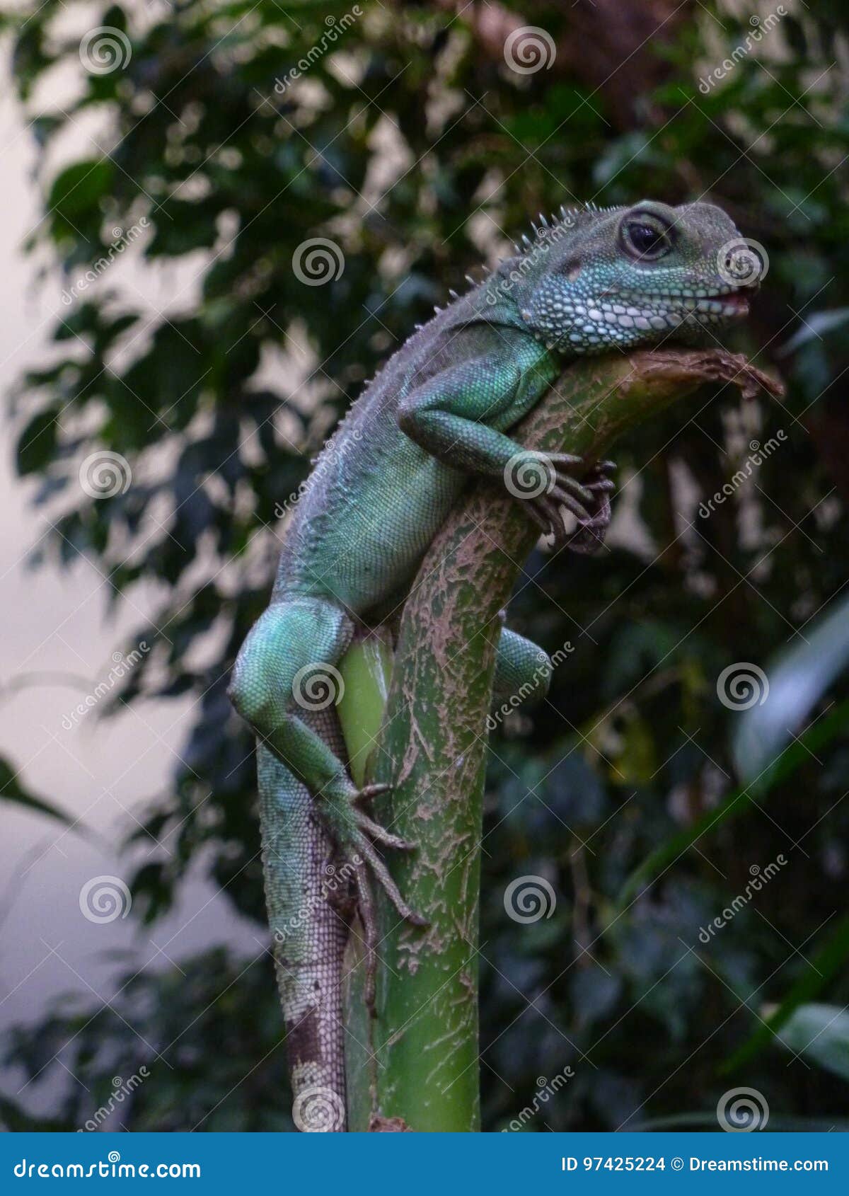 Lizard Hugging Branch At Bollywood Veggies Farm Royalty-Free Stock ...
