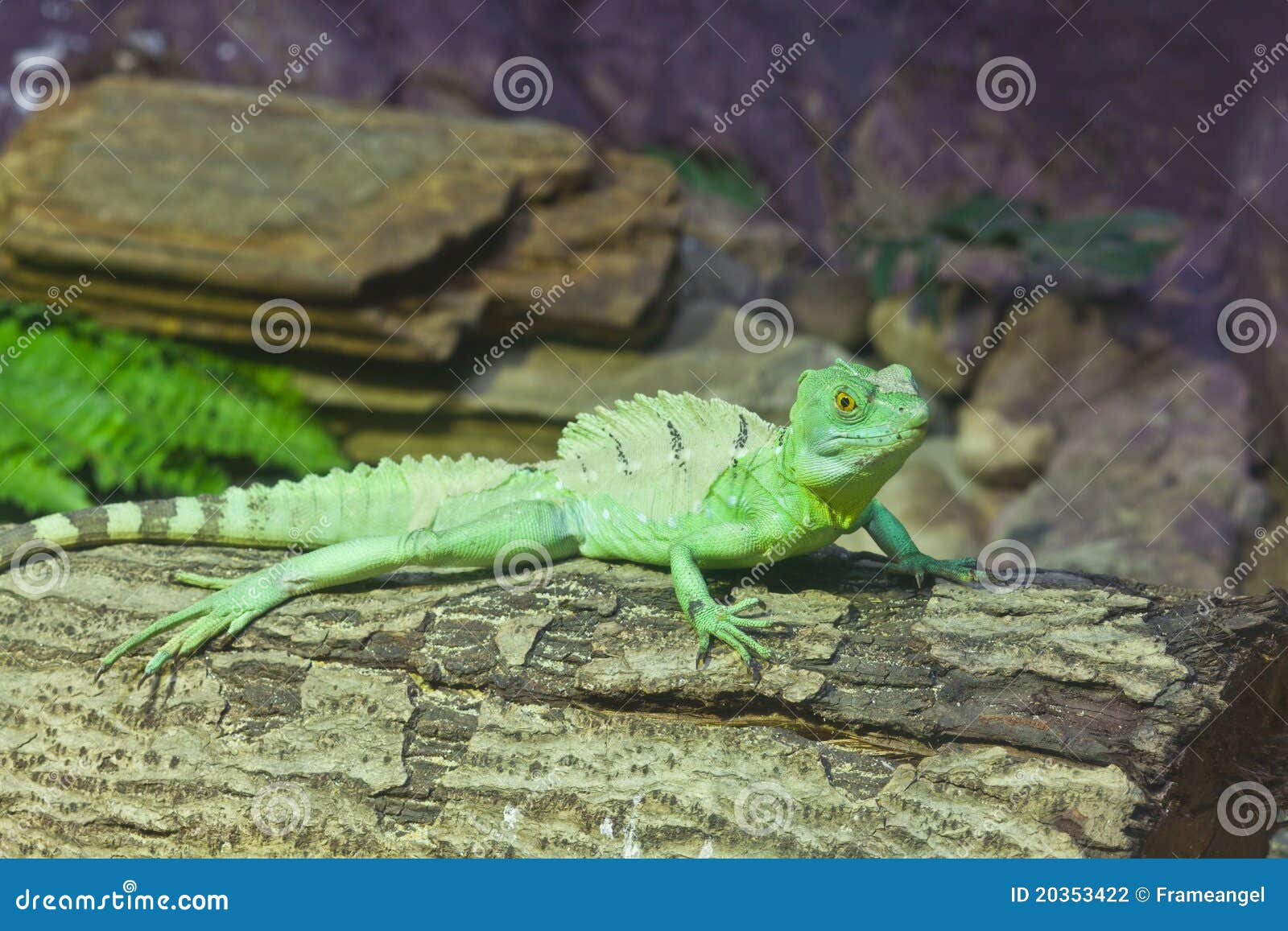 Little lizard on a stick stock photo. Image of reptile - 20353422