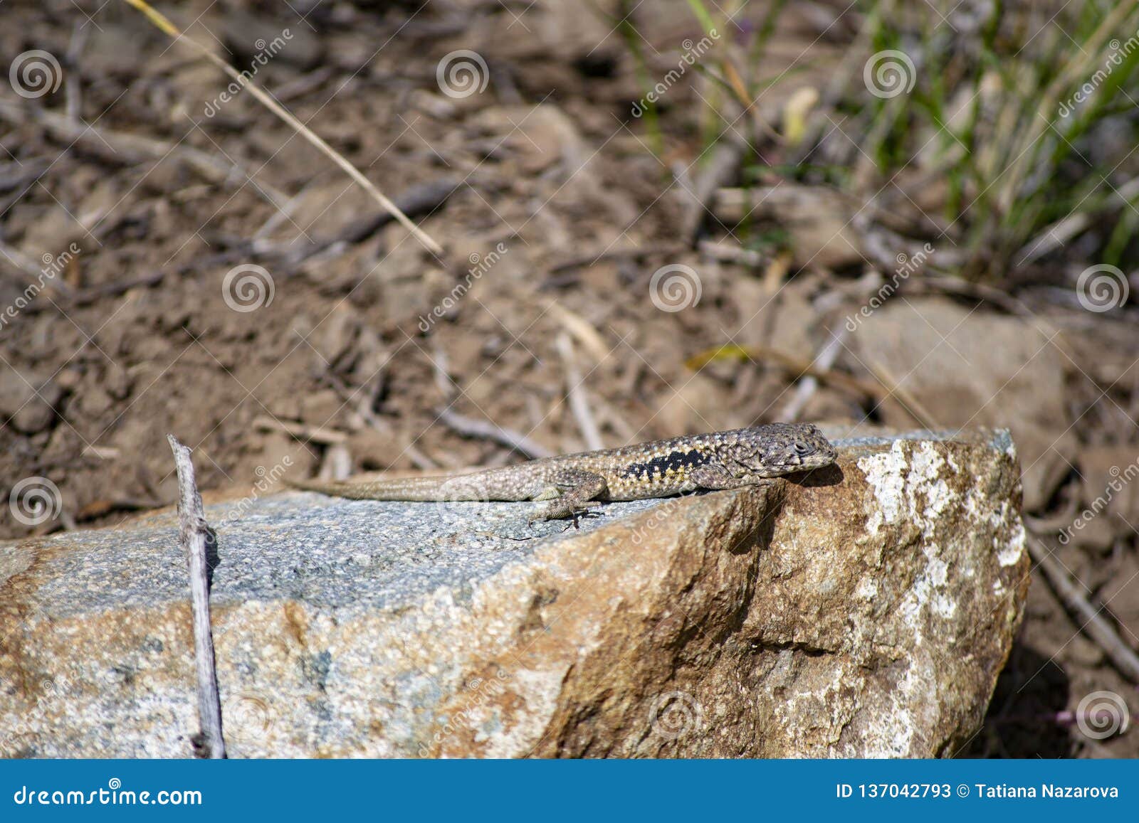 Little lizard on the stone stock image. Image of background - 137042793