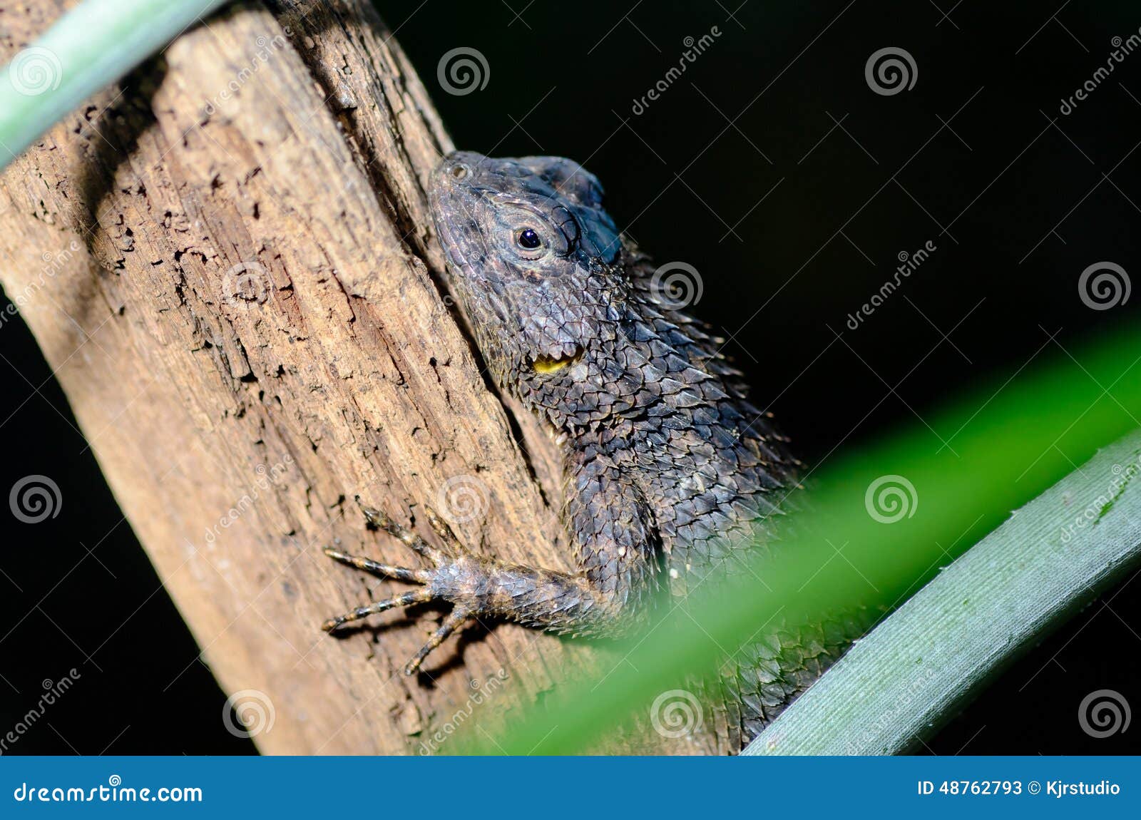 Little Lizard stock image. Image of abstract, north, airport - 48762793