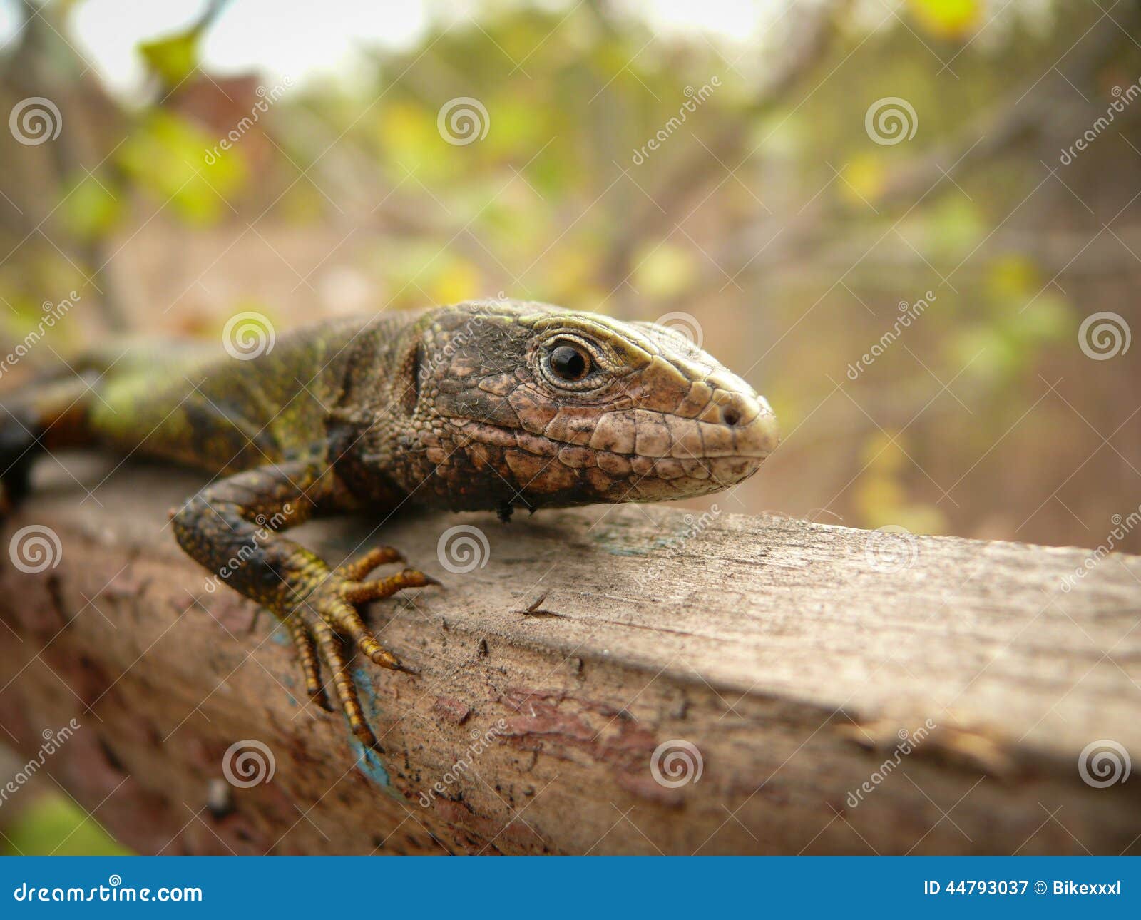 Little lizard stock image. Image of organism, agamidae - 44793037
