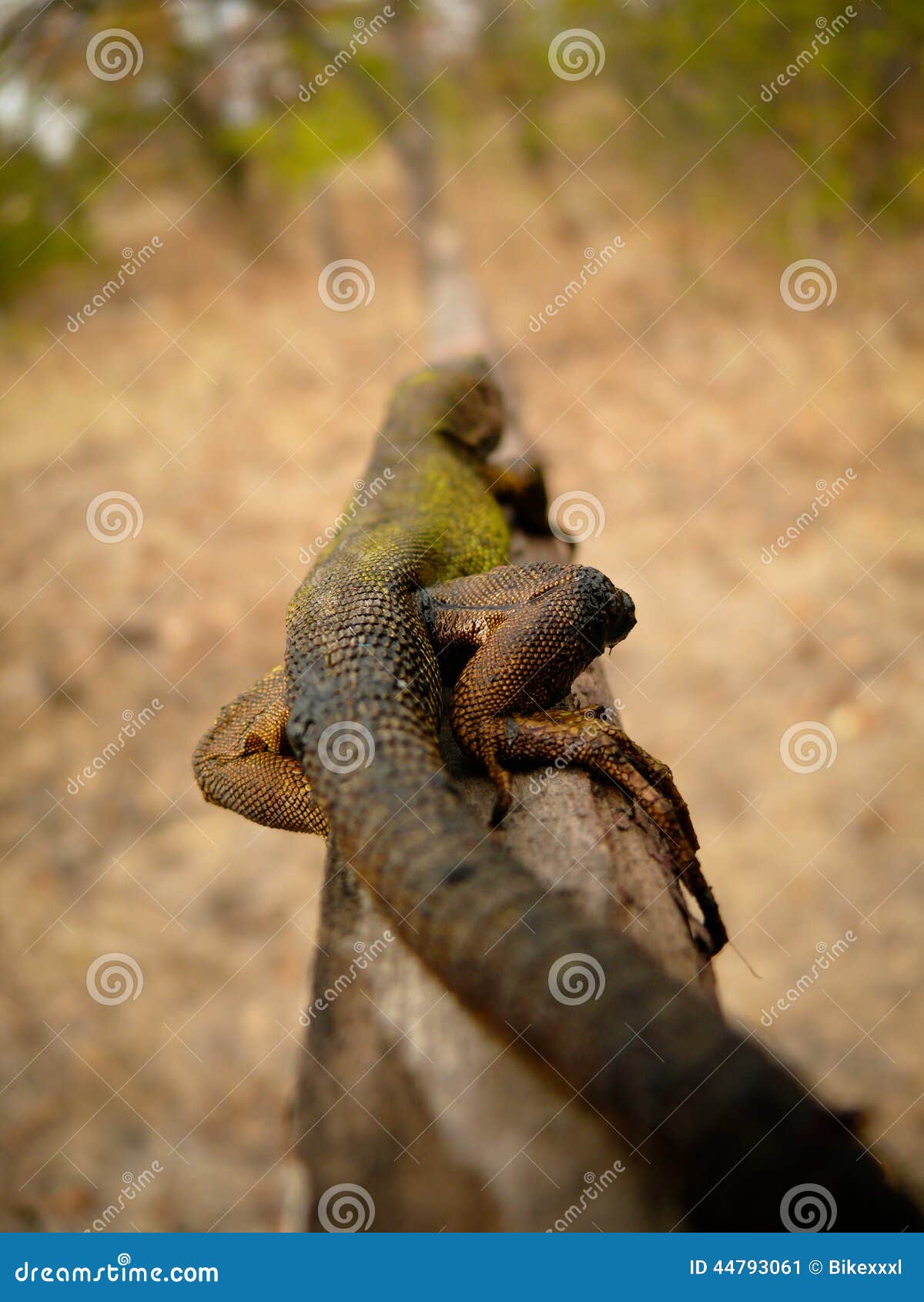 Little lizard stock image. Image of lizard, autumn, fauna - 44793061