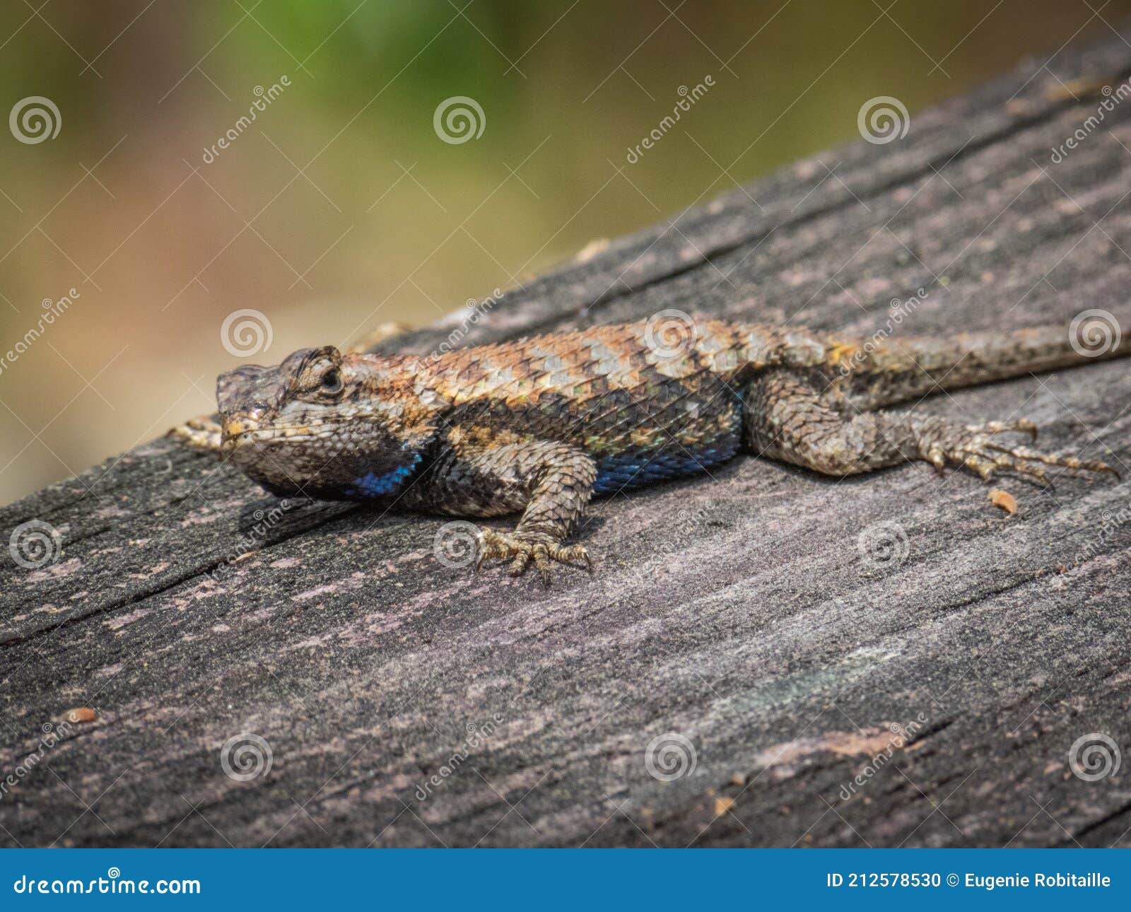 Little lizard on wood stock photo. Image of cute, little - 212578530