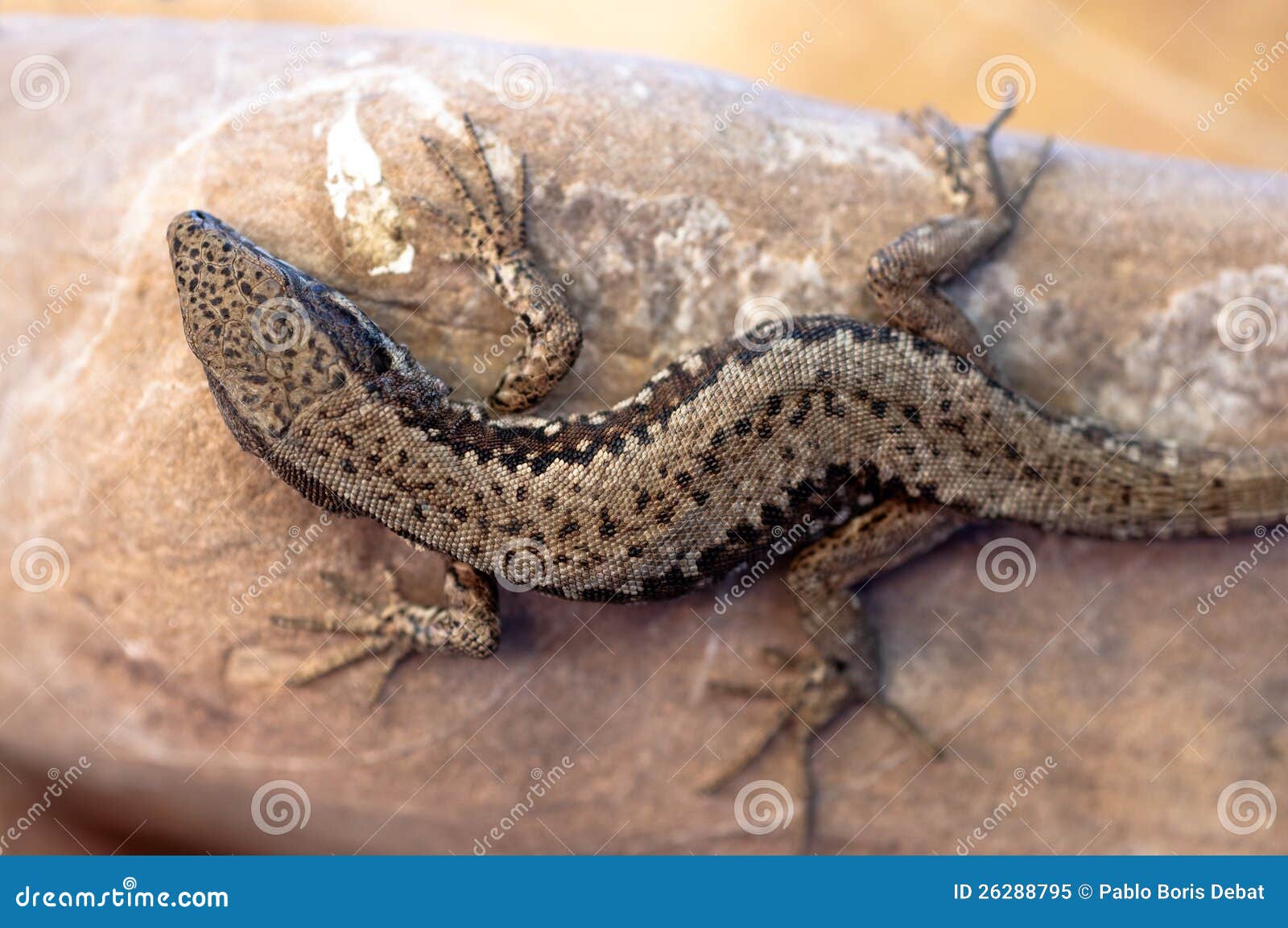 Little Lizzard on Rock Close Up from Top Stock Image - Image of feet ...