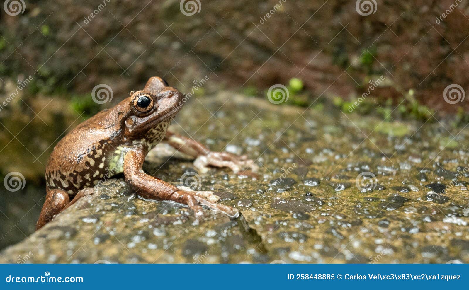Little Lonely Brown Frog on One Stone Stock Image - Image of frog ...