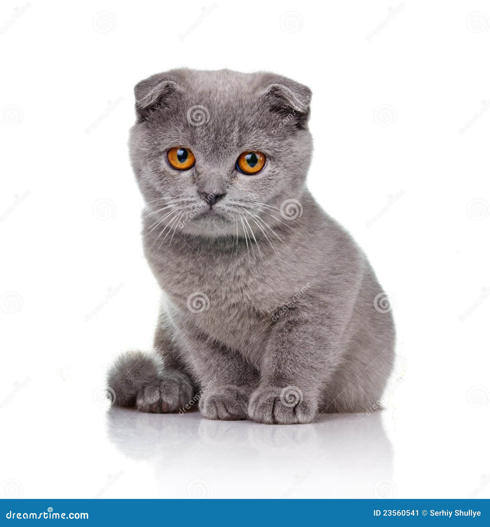 Kitten On White Blanket Stock Image | CartoonDealer.com #72561133