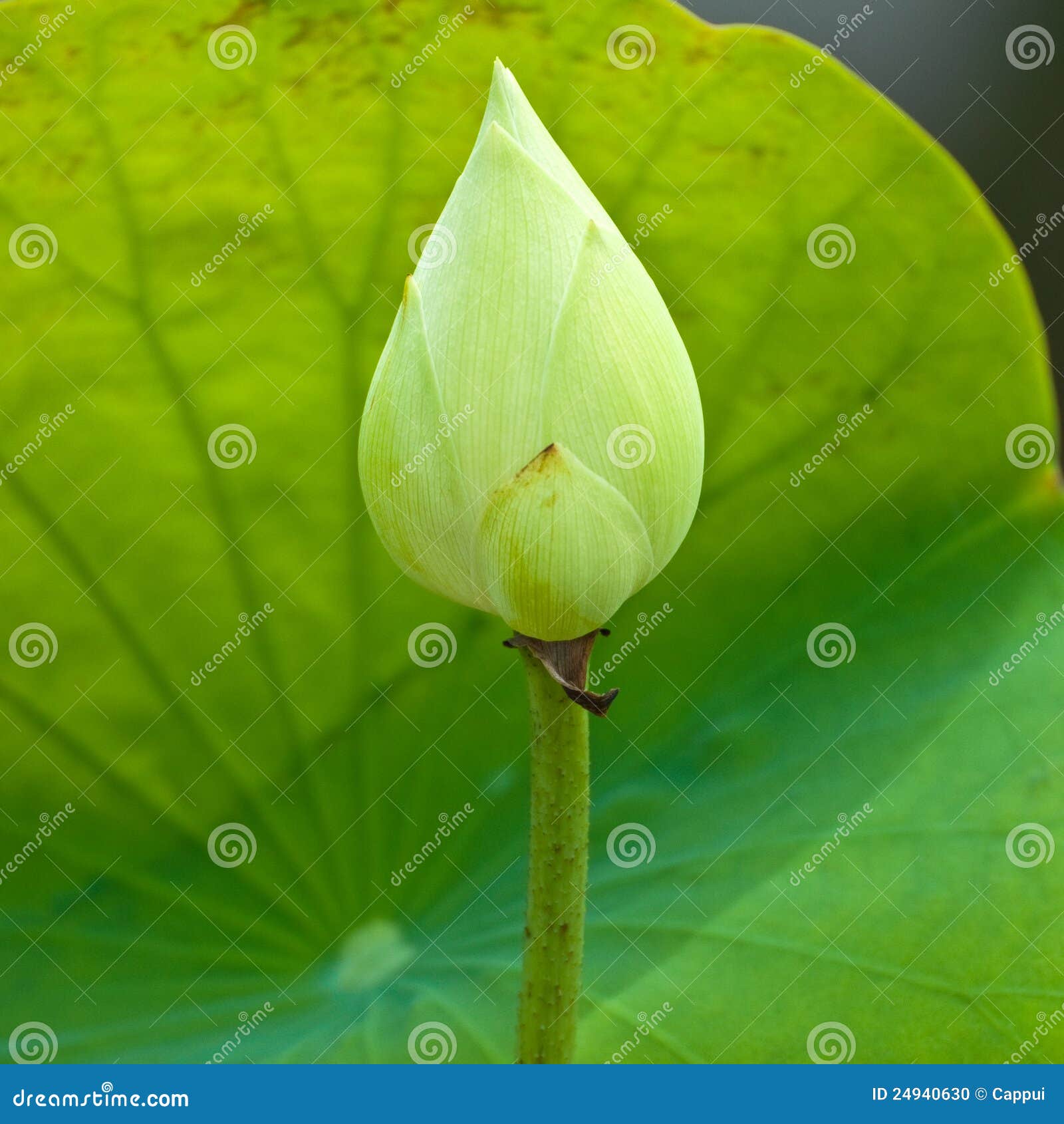 Little lotus stock photo. Image of reflection, beautiful - 24940630