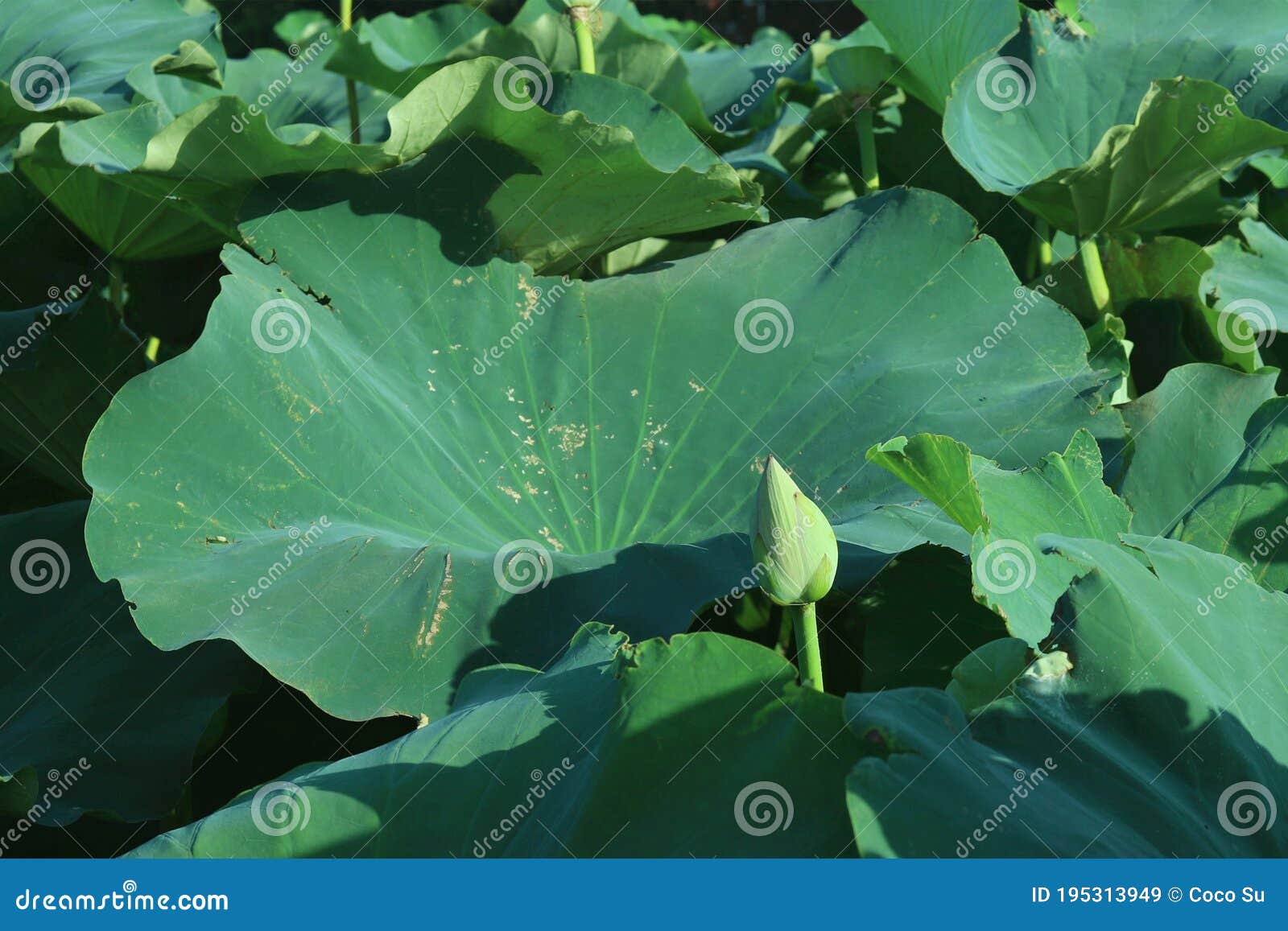 The Little Lotus Shows Its Sharp Corner Stock Image - Image of park ...