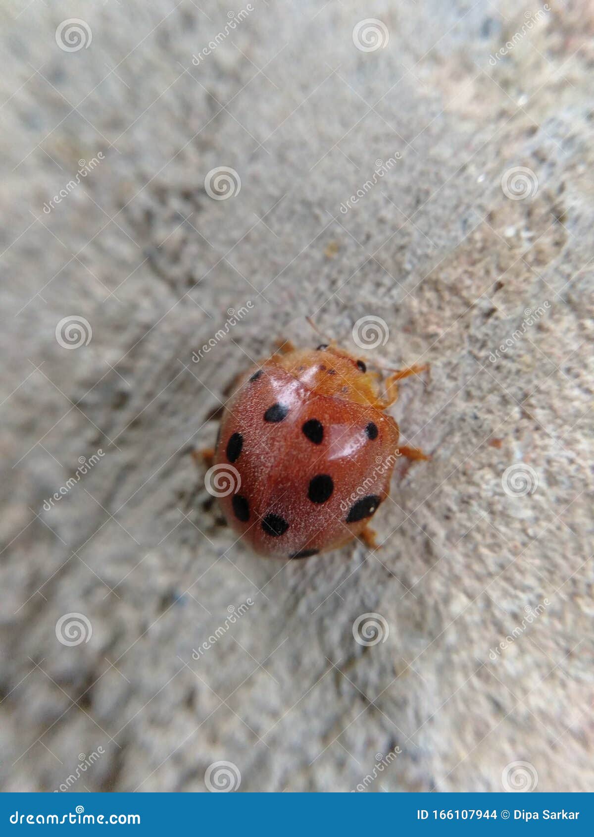 Little Love Bug stock photo. Image of worm, little, insects - 166107944