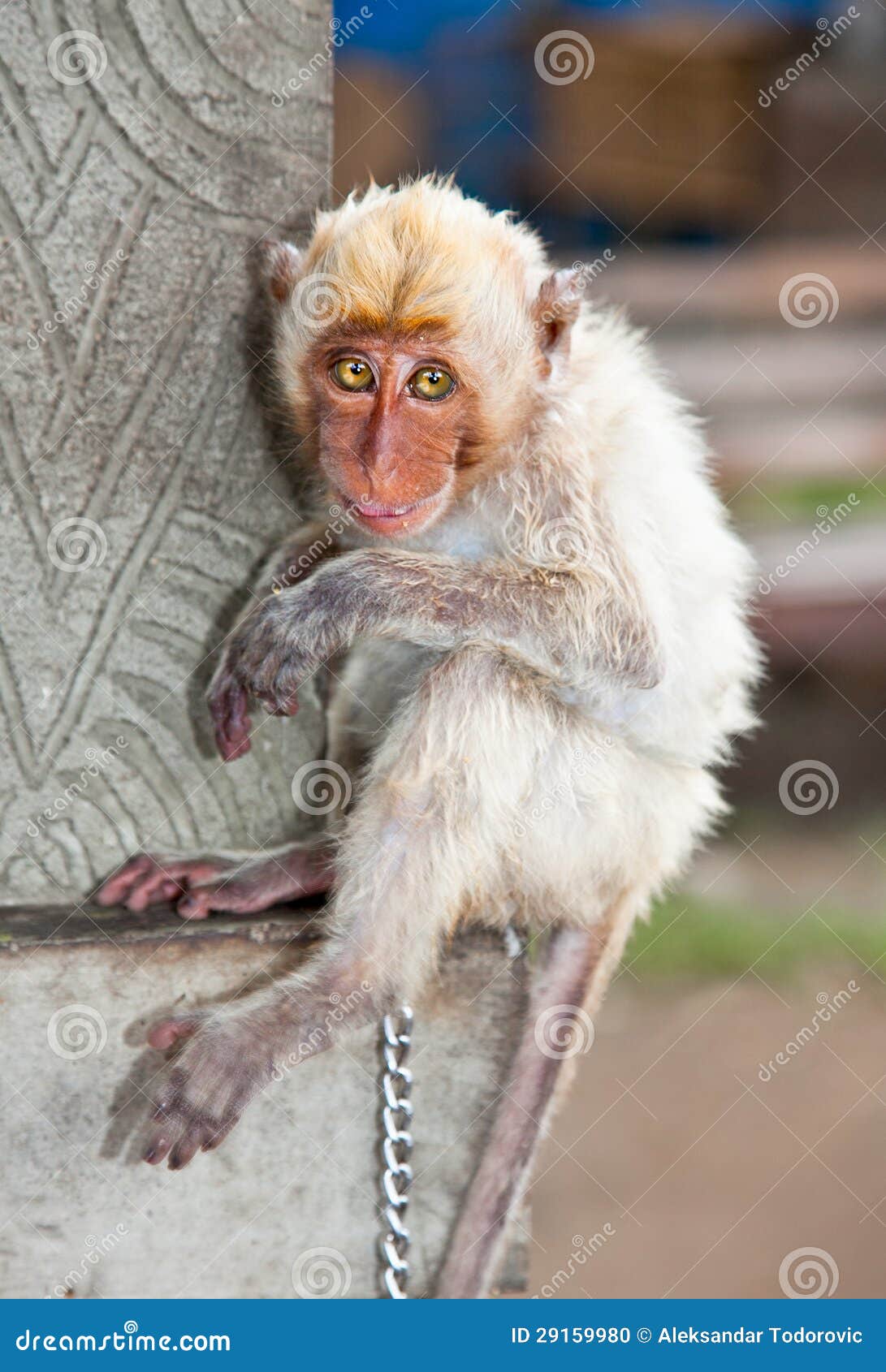 Little Macaca Monkey Chained, Looking Sad. Stock Photo - Image of ... Little Macaca Monkey Chained, Looking Sad. Stock Photo - Image of ...