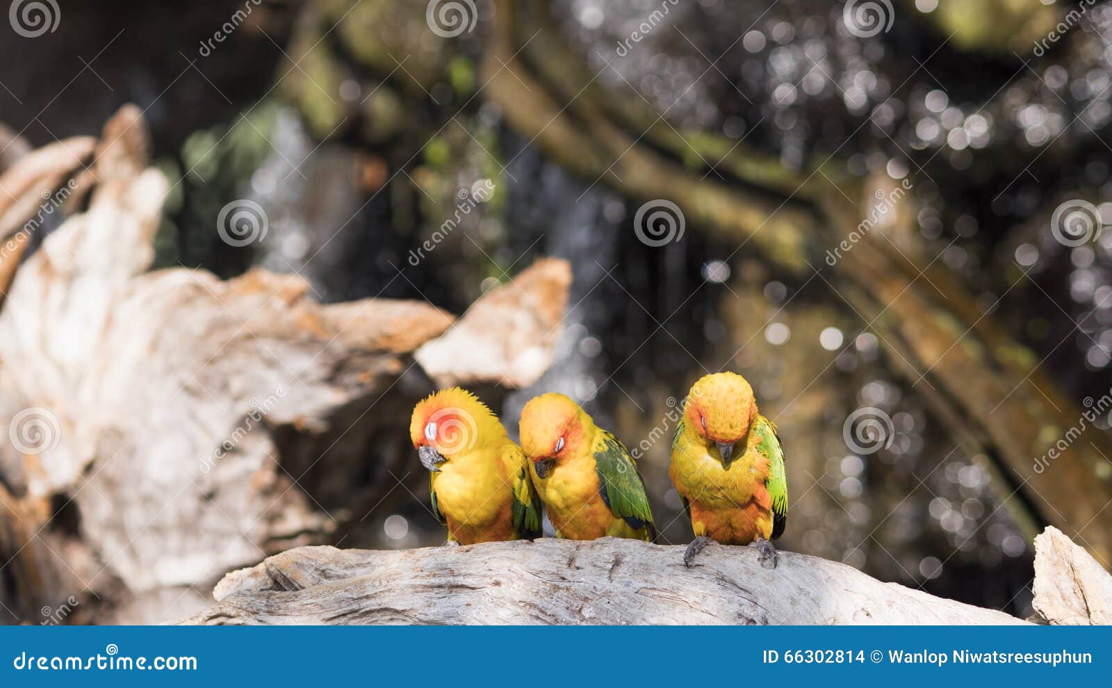 The Little Macaw are Sleeping Stock Photo - Image of color, life: 66302814