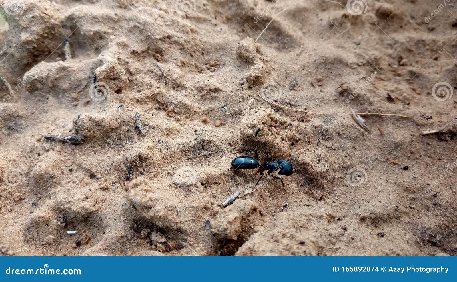 Little Macro Insect Ant on the Landscape. Black Ant Insect on Ground ...