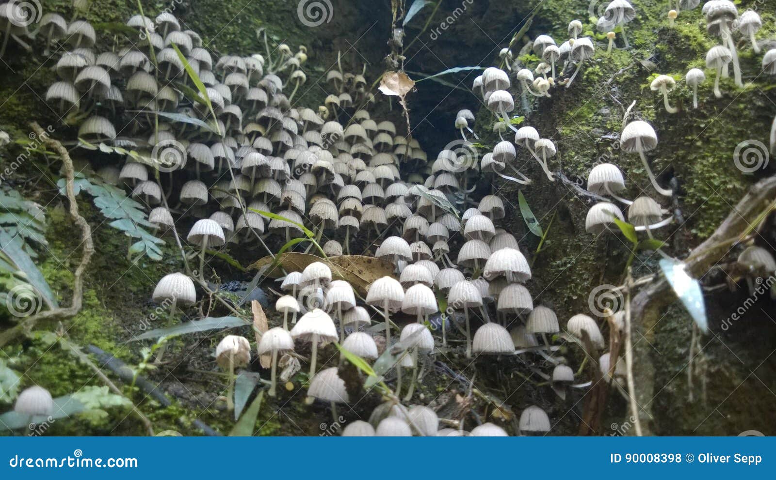 Little Magic Forest of Mushrooms Stock Photo - Image of fairy, little ...