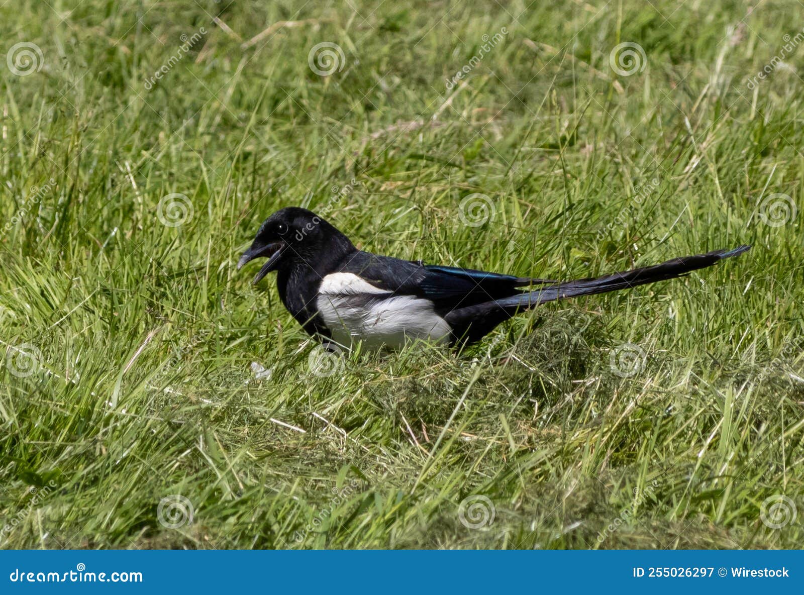 Little Magpie Bird Standing on a Green Field. Stock Image - Image of ...