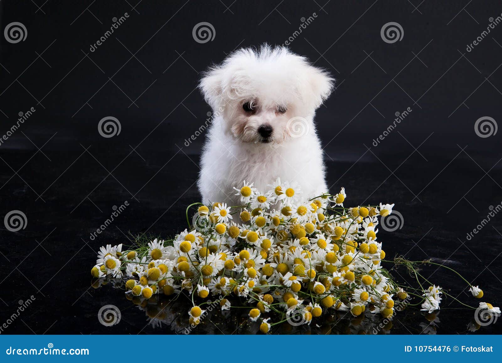 Little Maltese Dog stock photo. Image of looking, camomile - 10754476