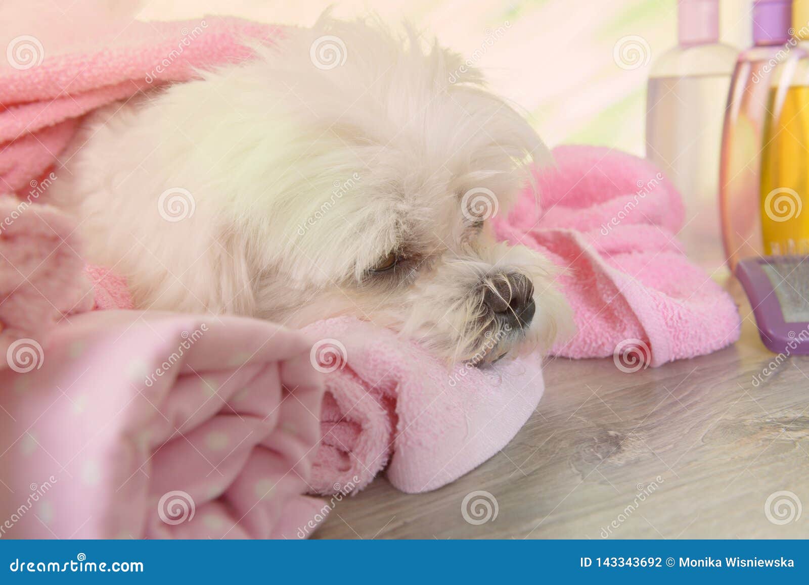 Little maltese dog at spa stock photo. Image of fluffy - 143343692
