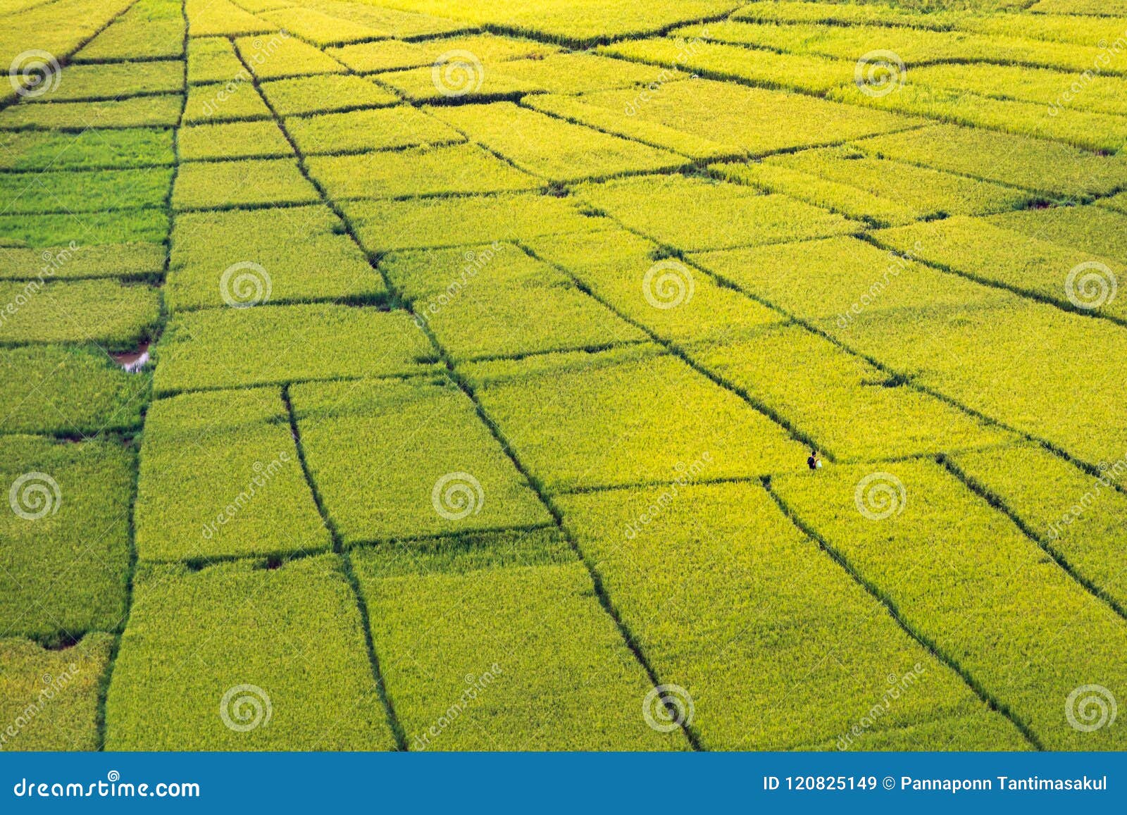 A Little Man Walking in Lingko Spider Web Rice Fields Stock Image ...