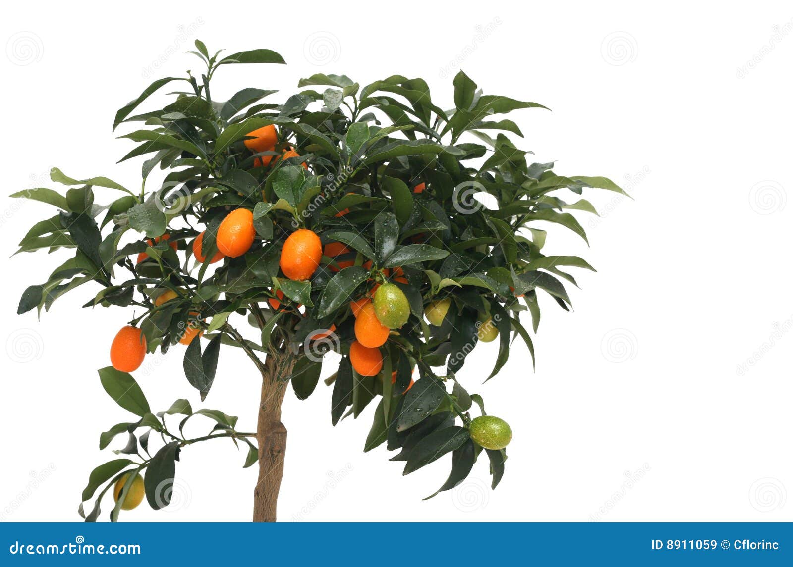 Little mandarin stock image. Image of diet, flavorful - 8911059
