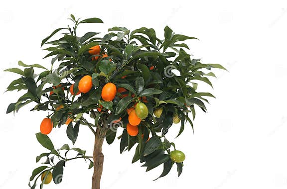 Little mandarin stock image. Image of diet, flavorful - 8911059
