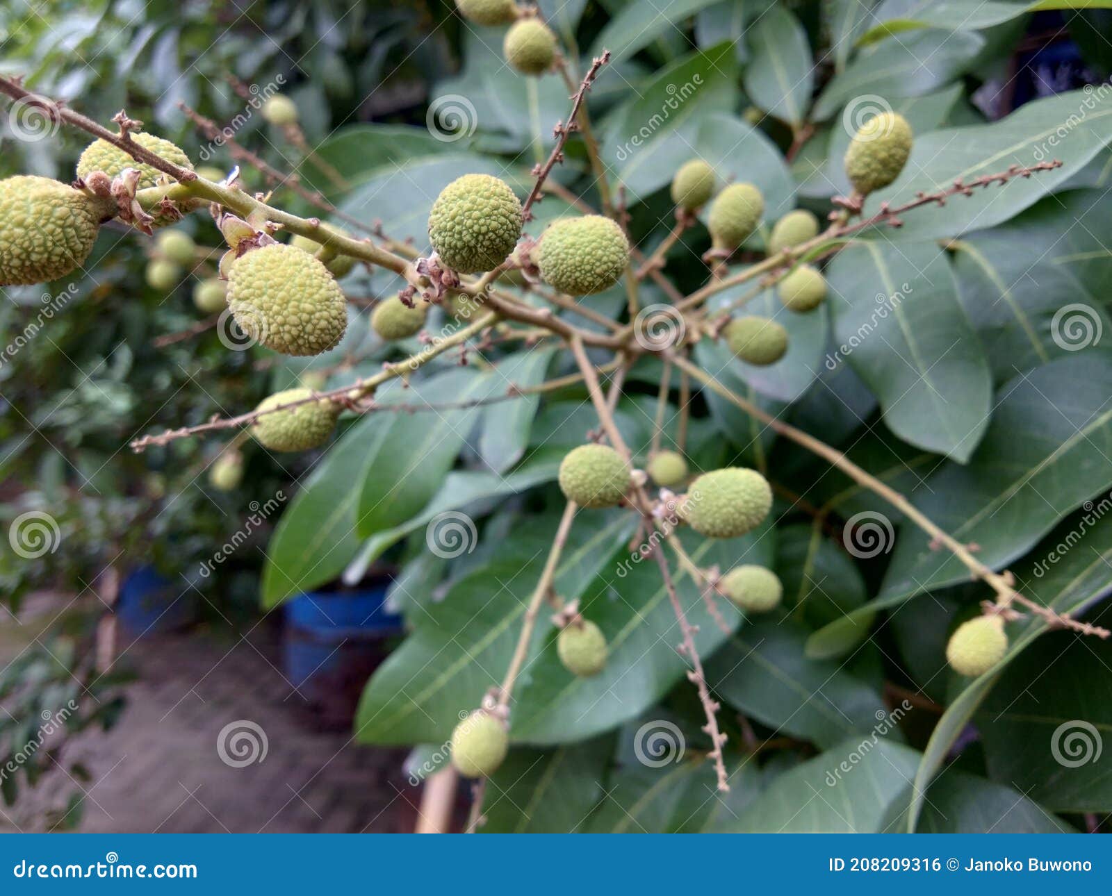 Little mango fruits stock photo. Image of produce, vegetable - 208209316